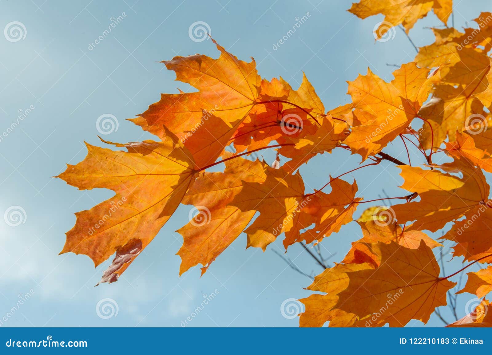Autumn, Fall, Leaf Fall, Fall of the Leaf Stock Image - Image of scene ...
