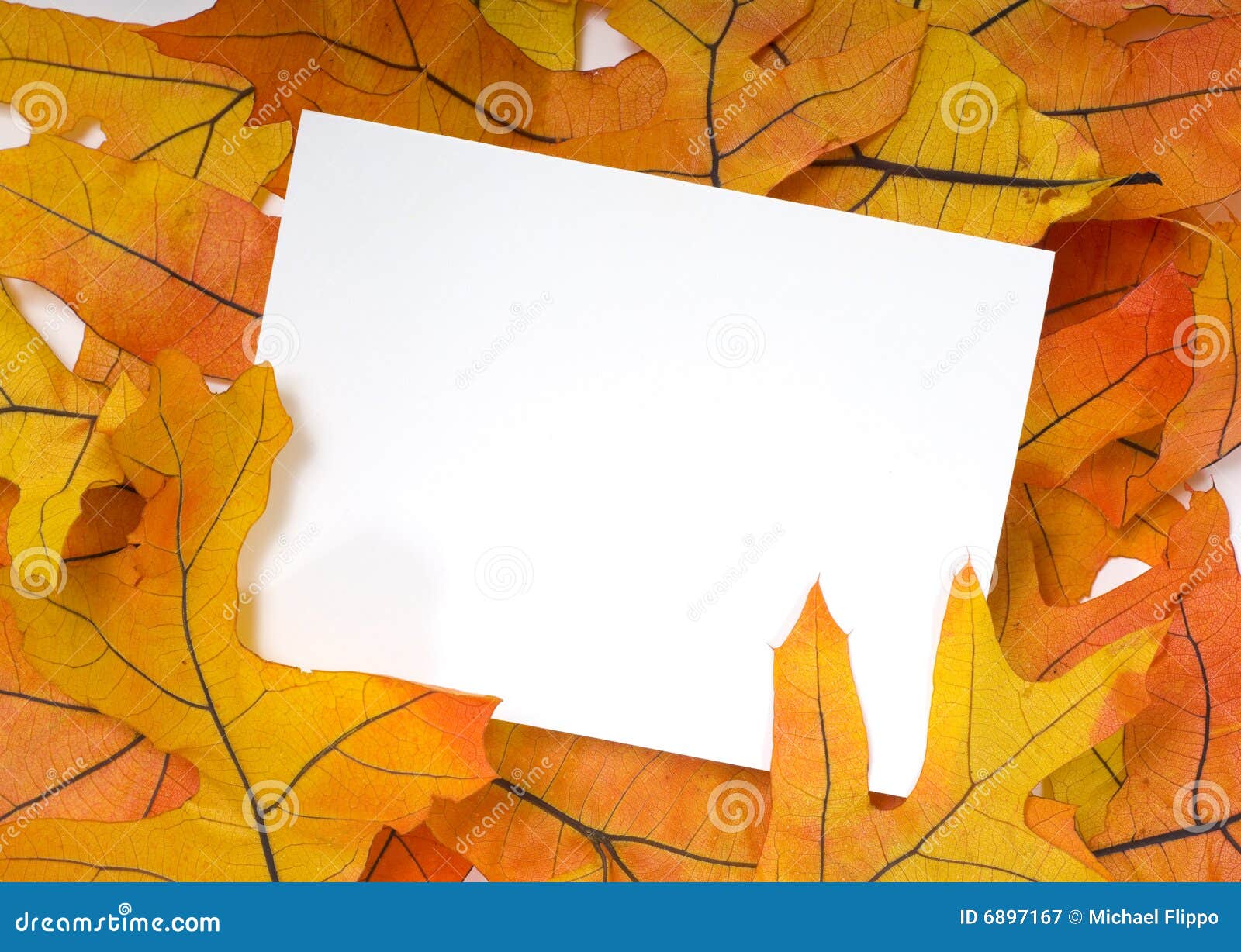 Autumn or Fall Leaf Greeting Card Background Stock Image - Image of ...