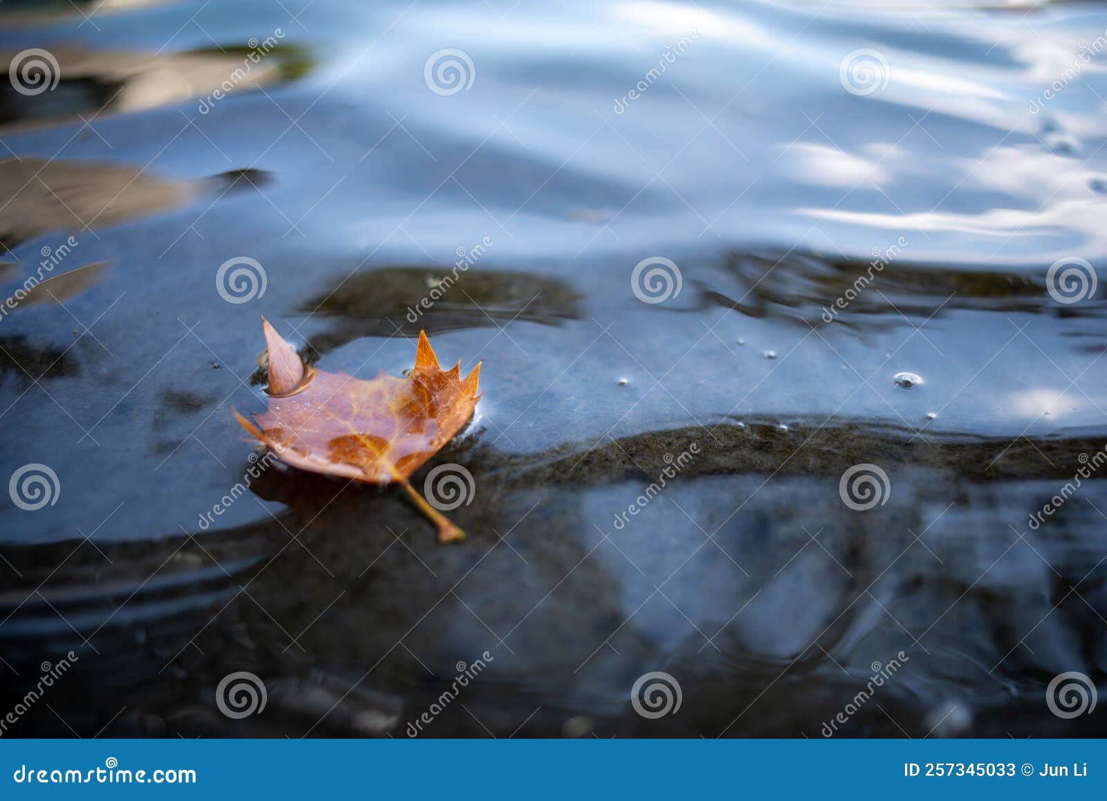 Autumn Fall Leaf in Water stock image. Image of garden - 257345033