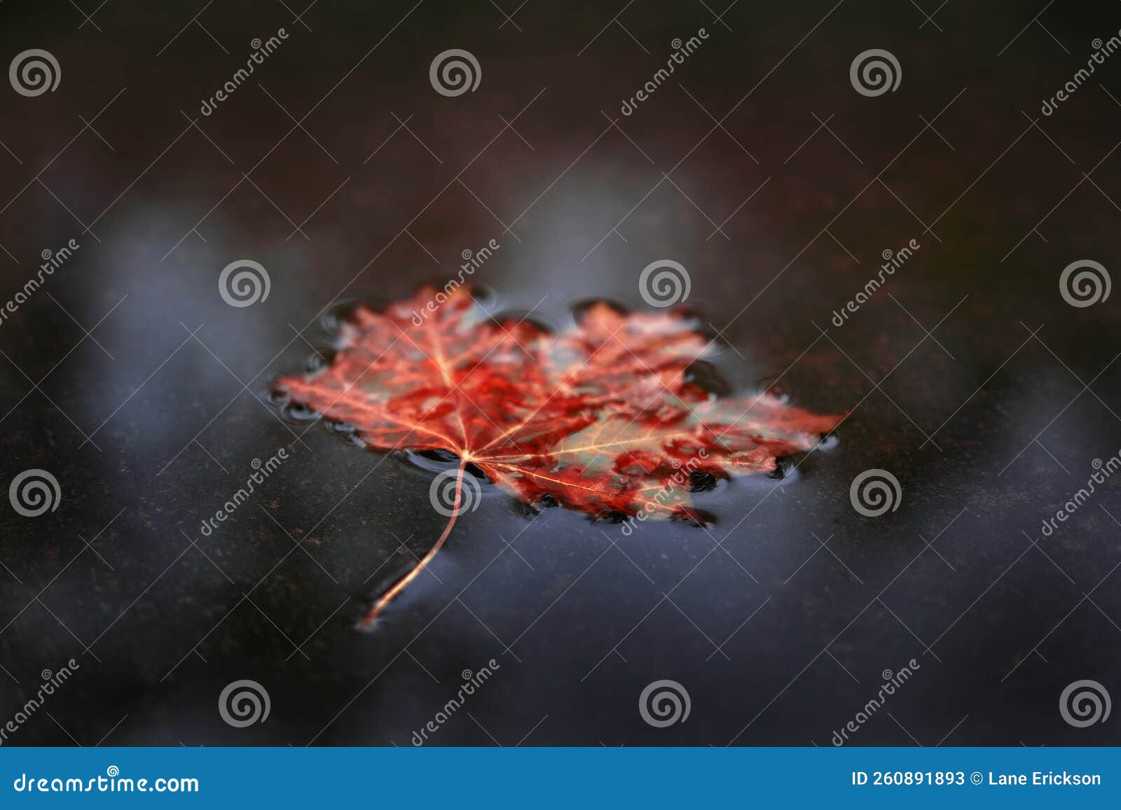 Autumn Fall Leaf in Water with Reflection Stock Image - Image of plant ...