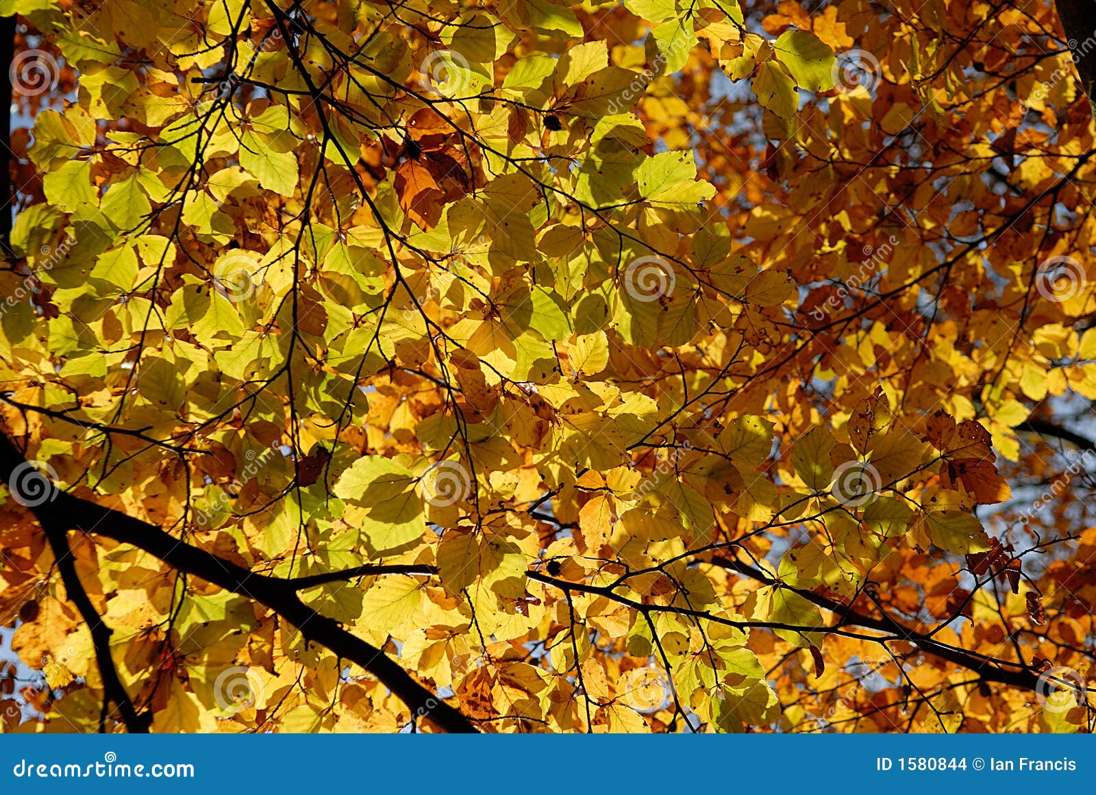 Autumn/fall Leafs. stock photo. Image of colour, plants - 1580844