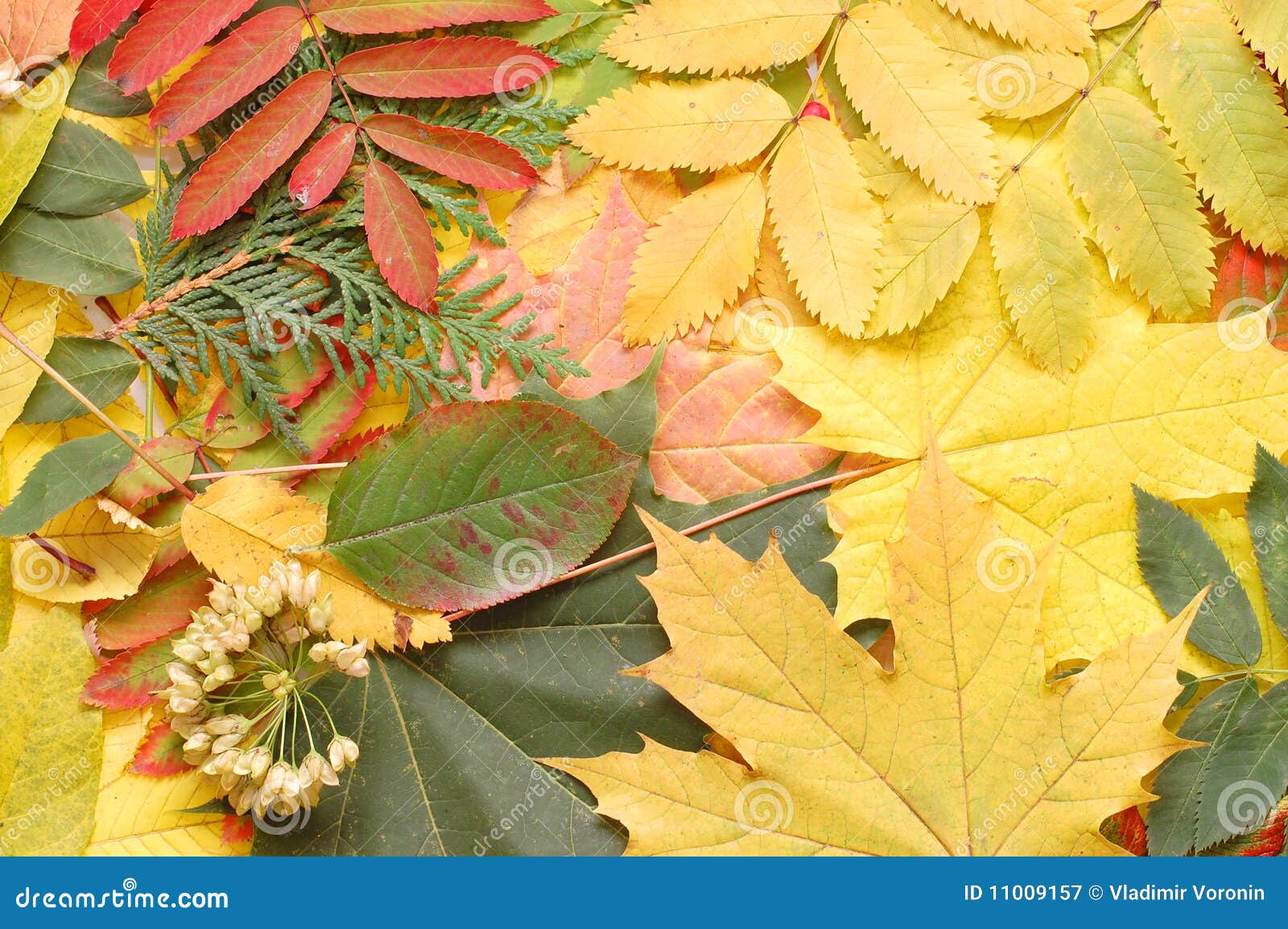 Autumn fall leaves stock image. Image of plant, season - 11009157