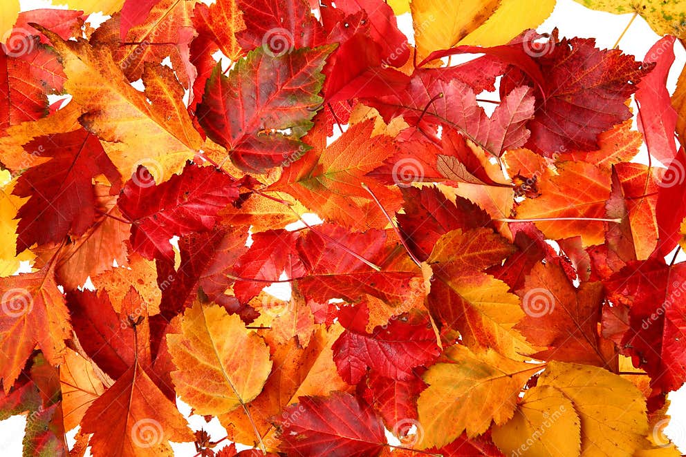 Autumn fall leaves stock photo. Image of autumn, colour - 3324956