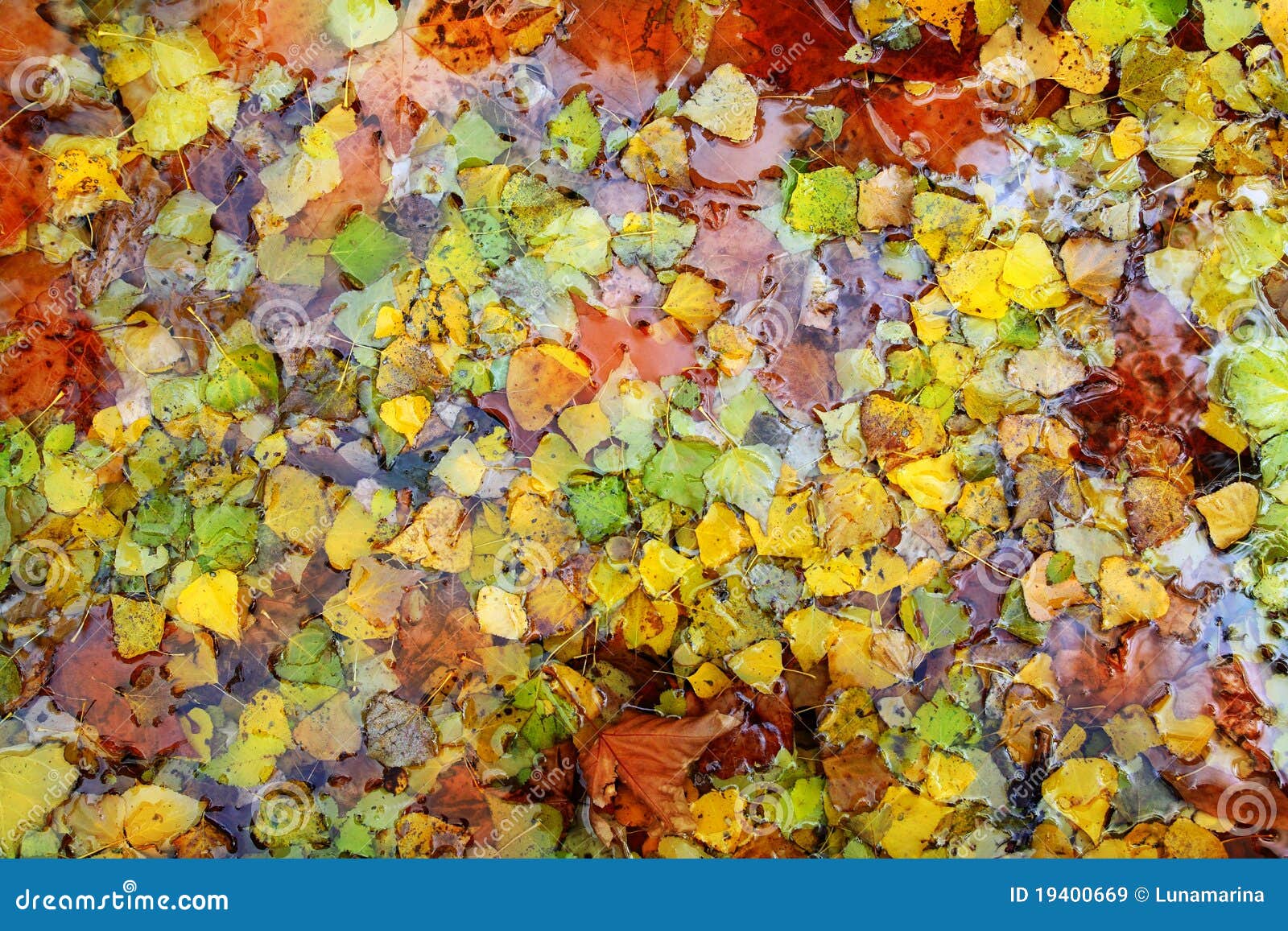 Autumn Fall Leaves Colorful Background in Water Stock Image - Image of ...