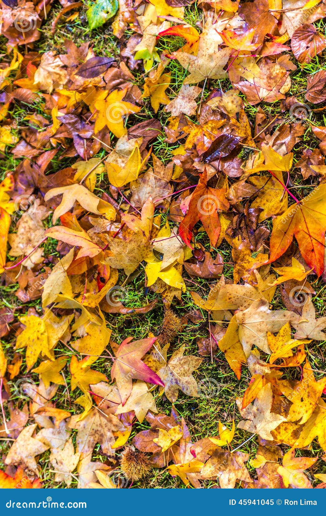 Autumn Fall Leaves on Grass Stock Image - Image of background, brown ...
