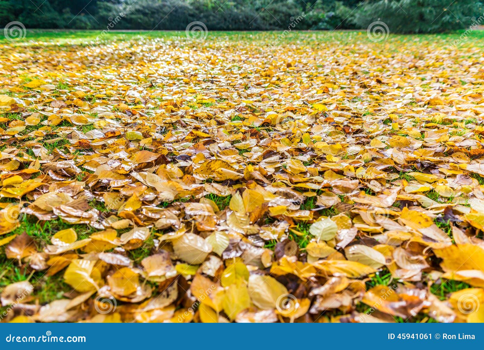 Autumn Fall Leaves on Grass Stock Image - Image of seasonal, leaves ...