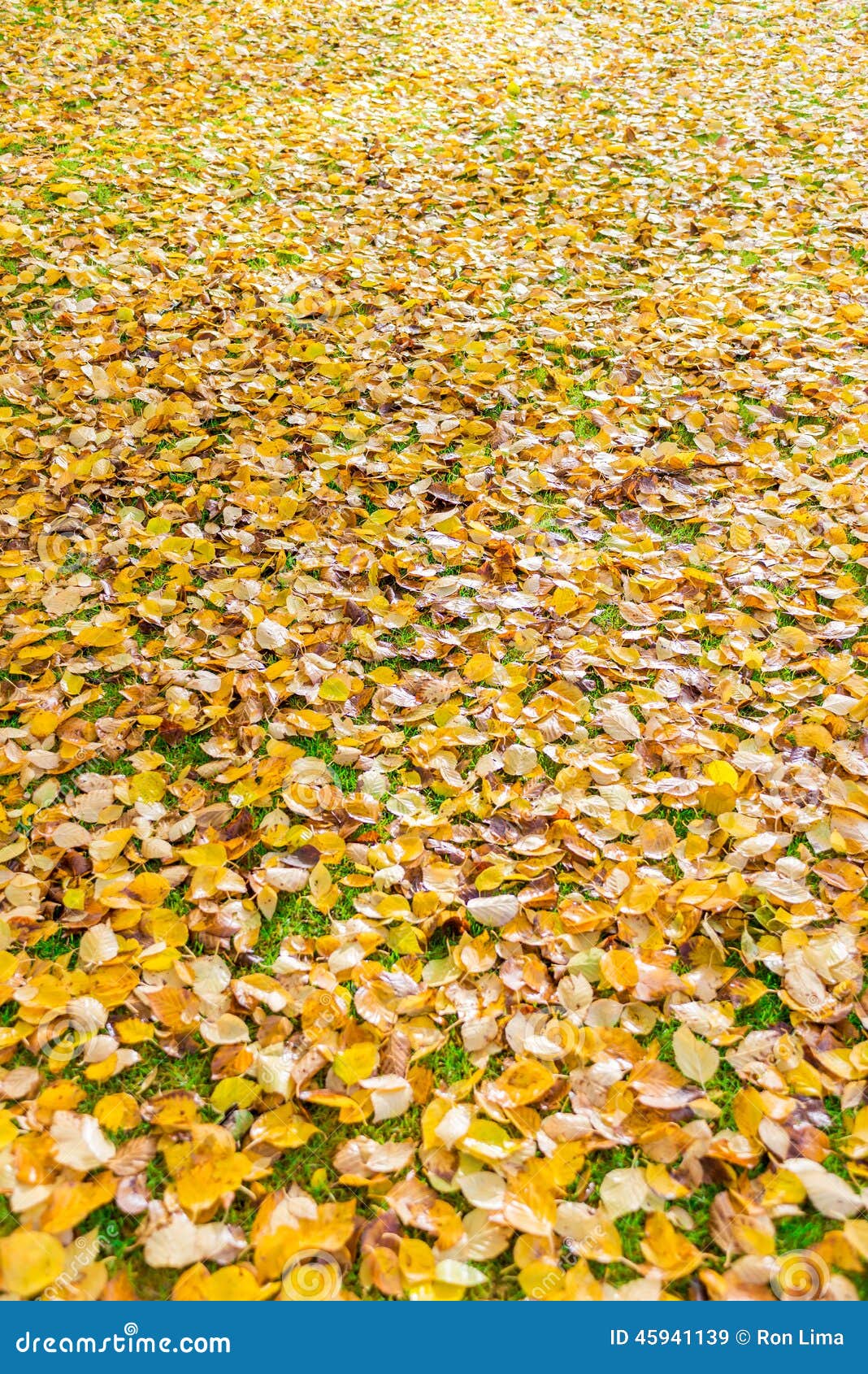 Autumn Fall Leaves on Grass Stock Image - Image of green, flora: 45941139