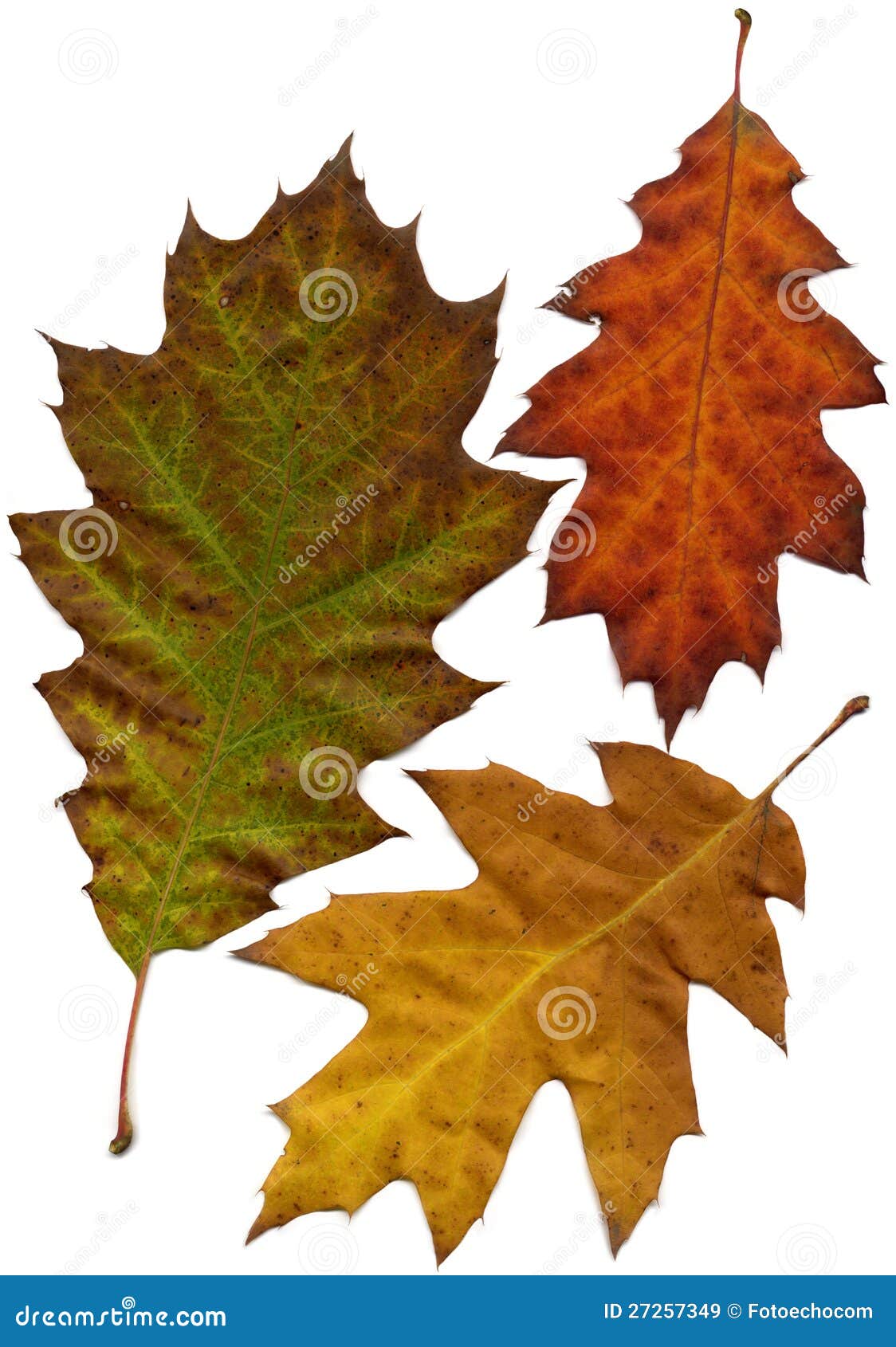 Autumn or Fall Leaves Isolated Stock Image - Image of nature, detail ...