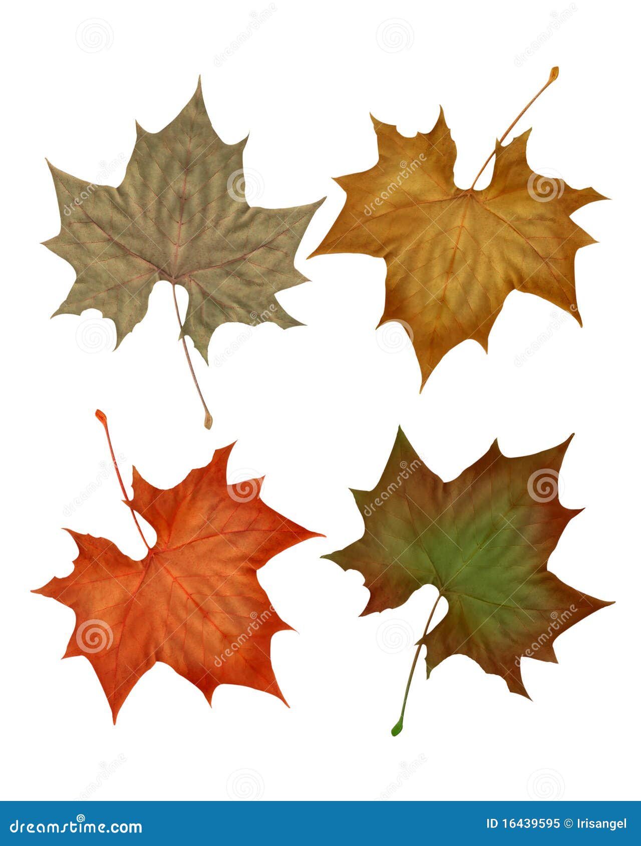 Autumn Fall Leaves Isolated on White Stock Illustration - Illustration ...