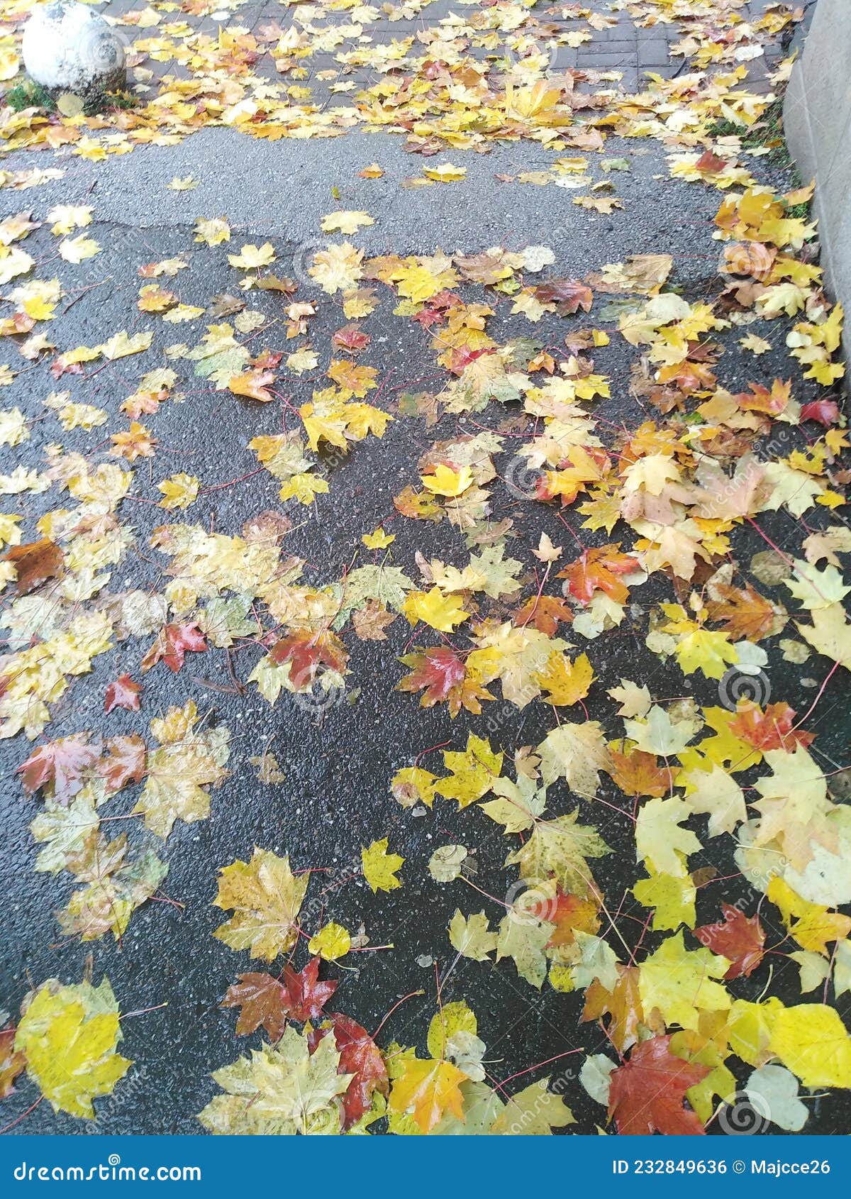 Autumn Fall Leaves Park Nature Grass River Bridge Stock Photo - Image ...