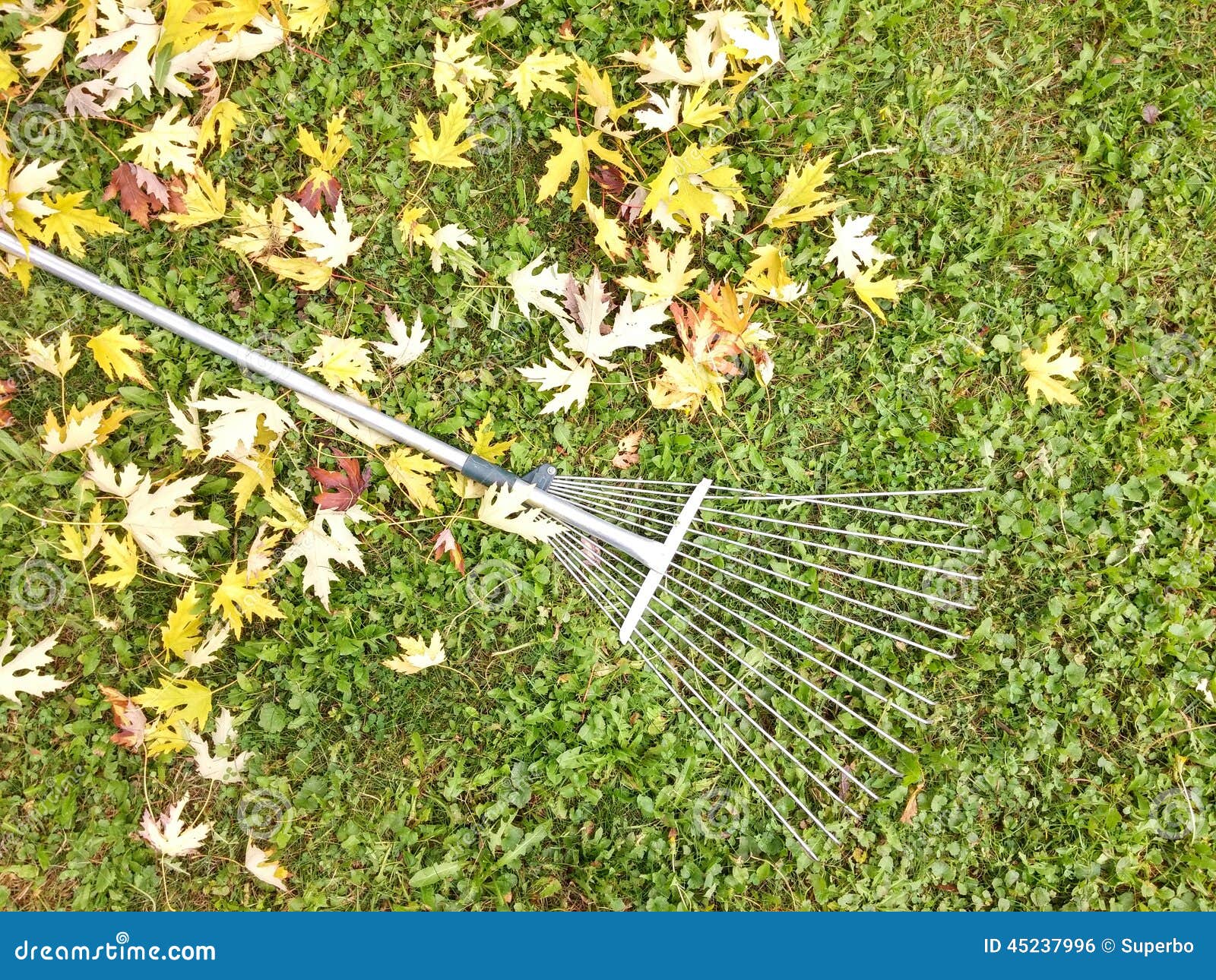 Autumn Fall Leaves Rake Background Stock Photo - Image of leaves, plant ...
