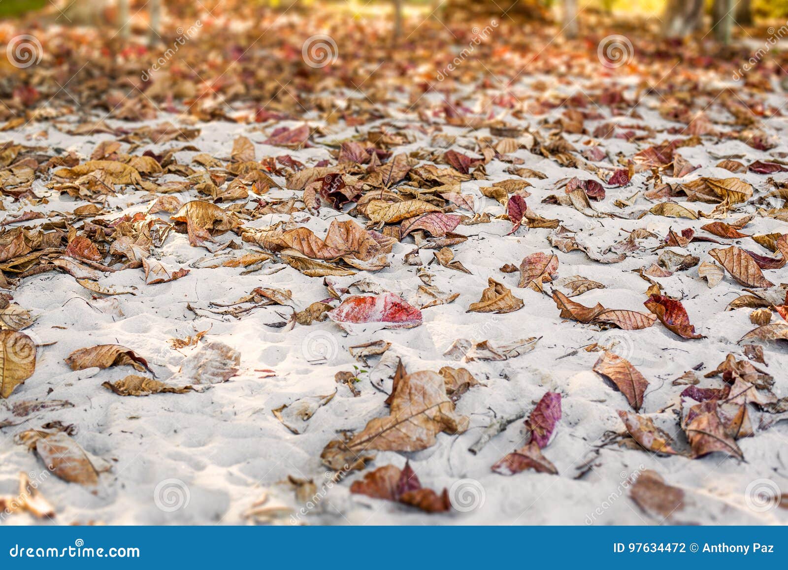 Autumn Fall Leaves in Sand on the Beach Background Stock Photo - Image ...