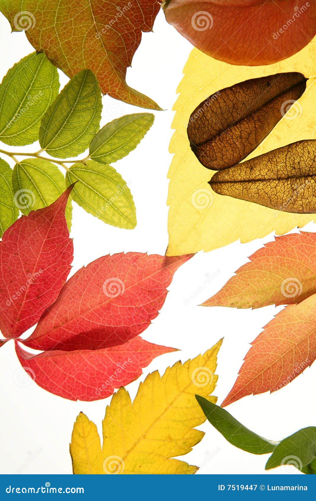 Autumn, Fall Leaves Still White Background Stock Image - Image of ...