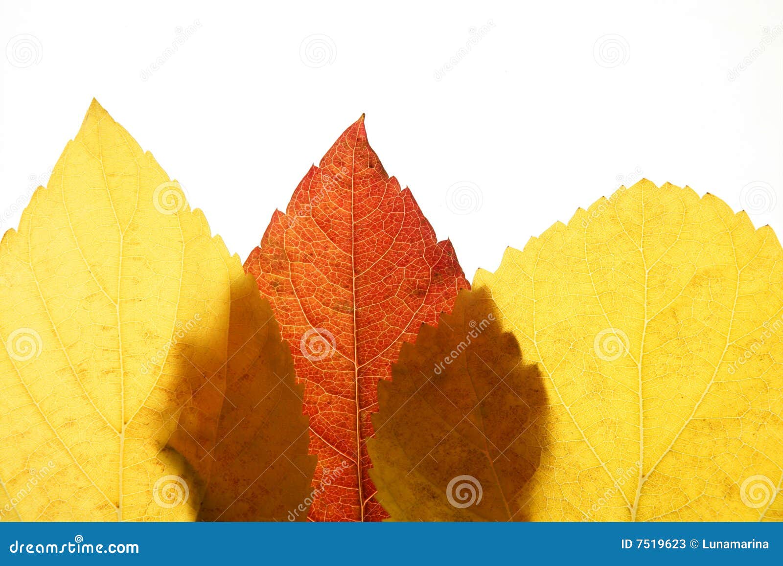 Autumn, Fall Leaves Still White Background Stock Image - Image of leaf ...
