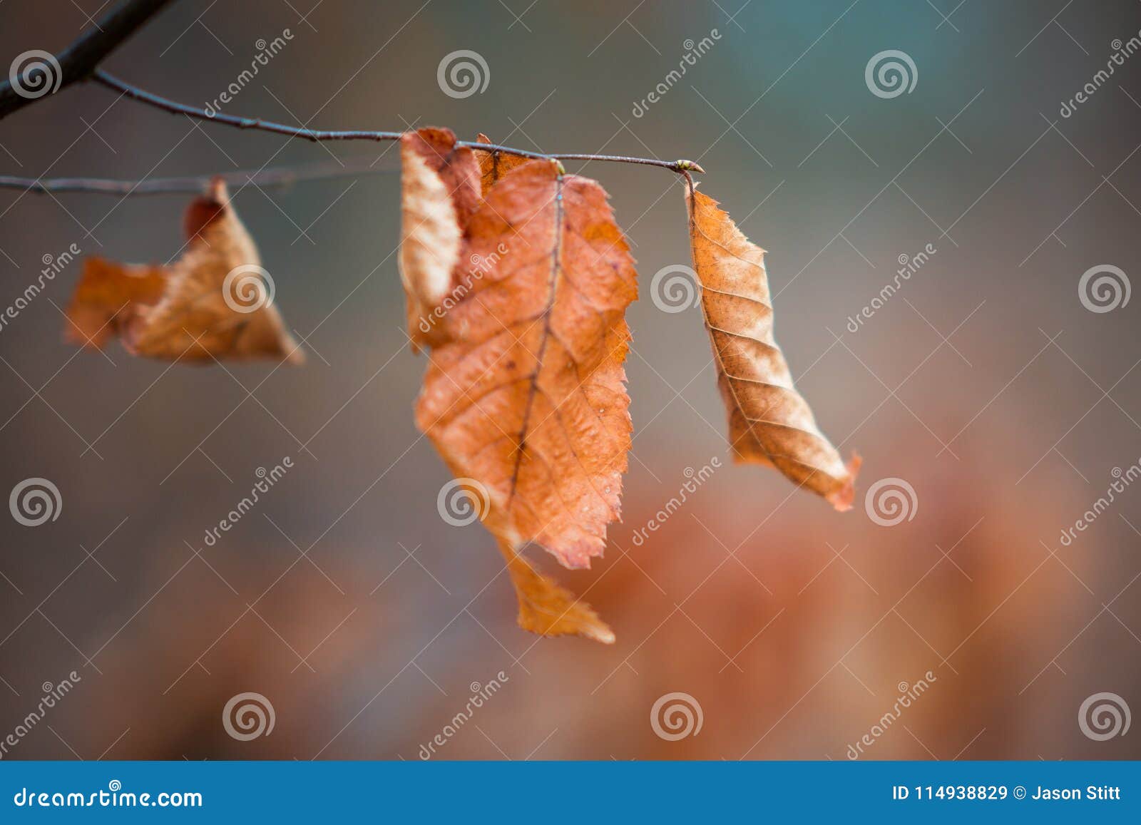Autumn Fall Leaves stock image. Image of season, branch - 114938829