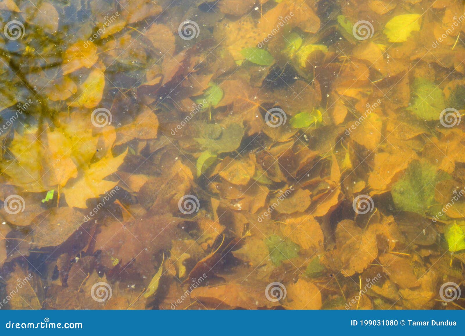 Autumn and Fall Leaves in the Water Stock Photo - Image of outdoor ...