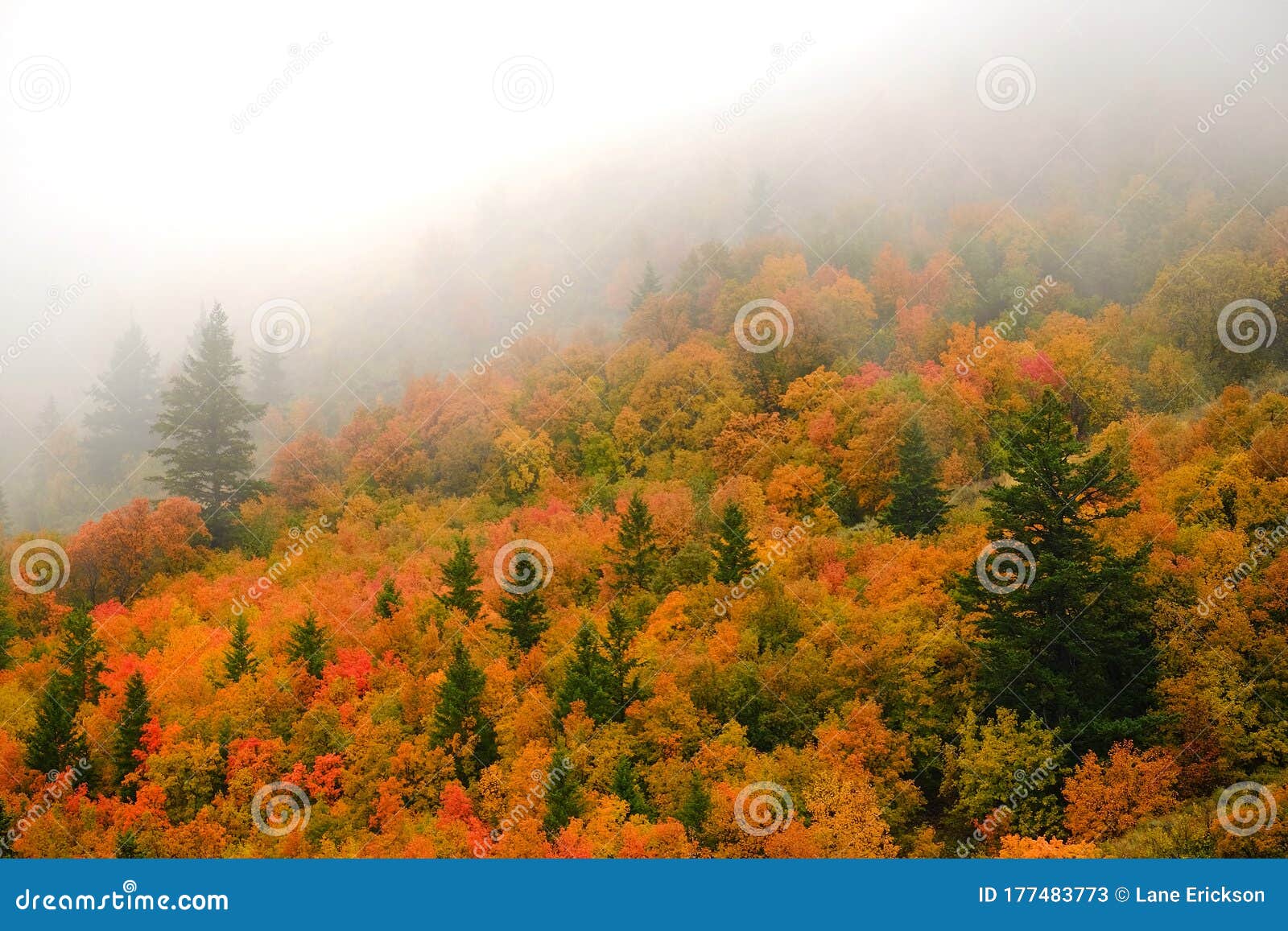 Autumn Fall Maple and Pine Trees with Fog on Mountainside Stock Image ...