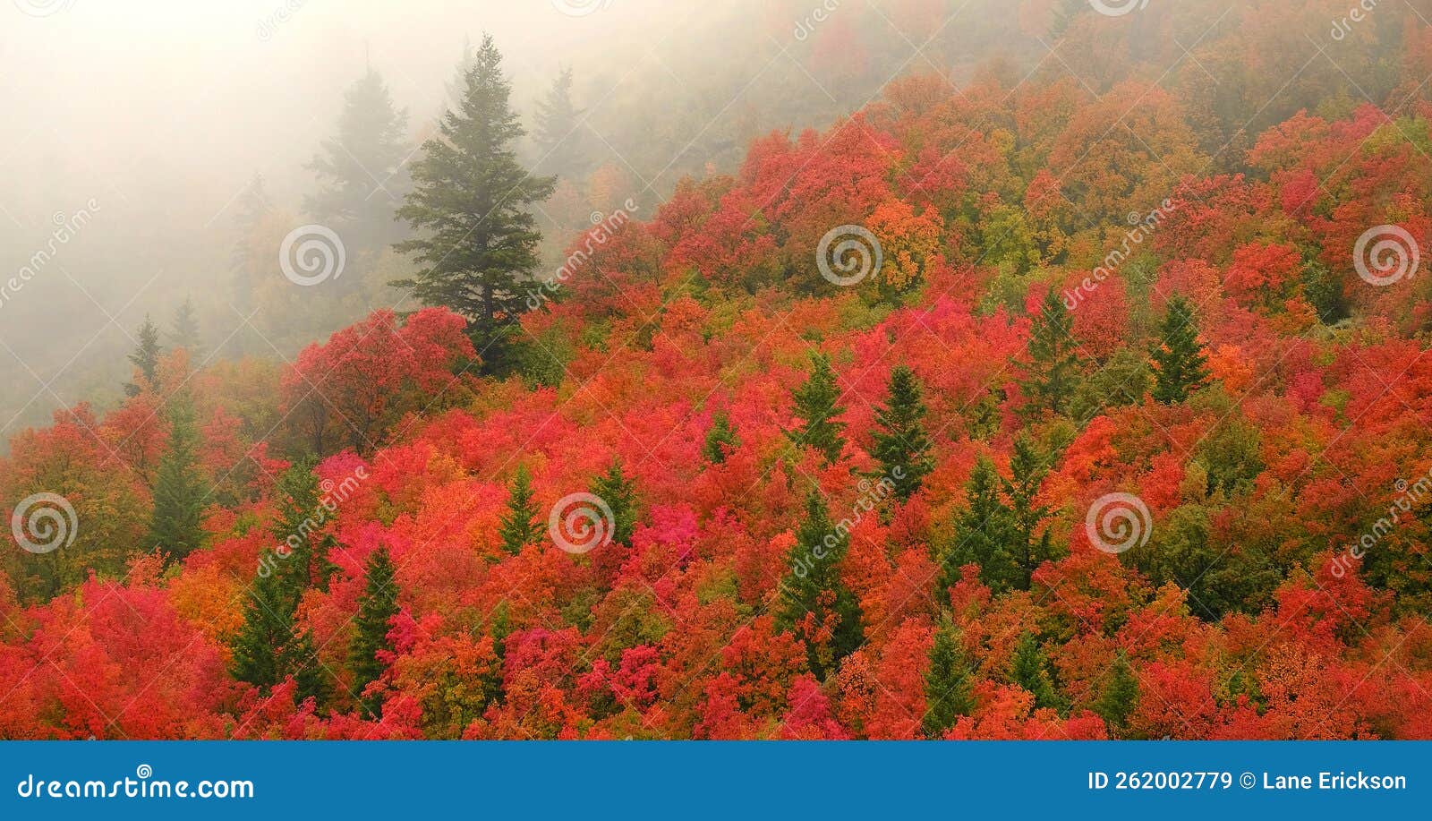 Autumn Fall Maple and Pine Trees with Fog on Mountainside Stock Image ...