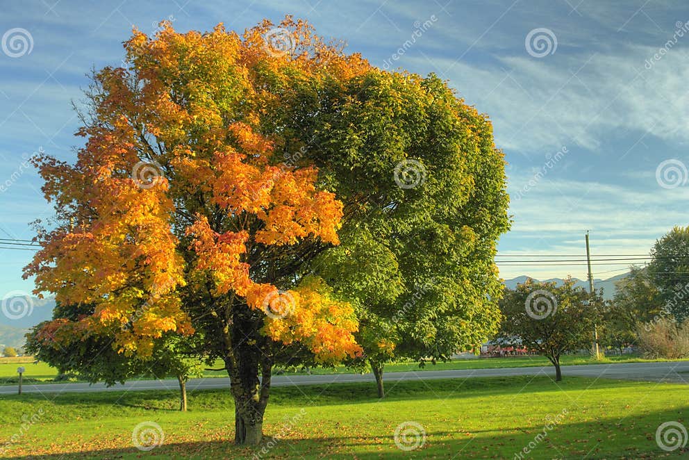 Autumn Fall Maple Tree stock image. Image of leaves, october - 6819105