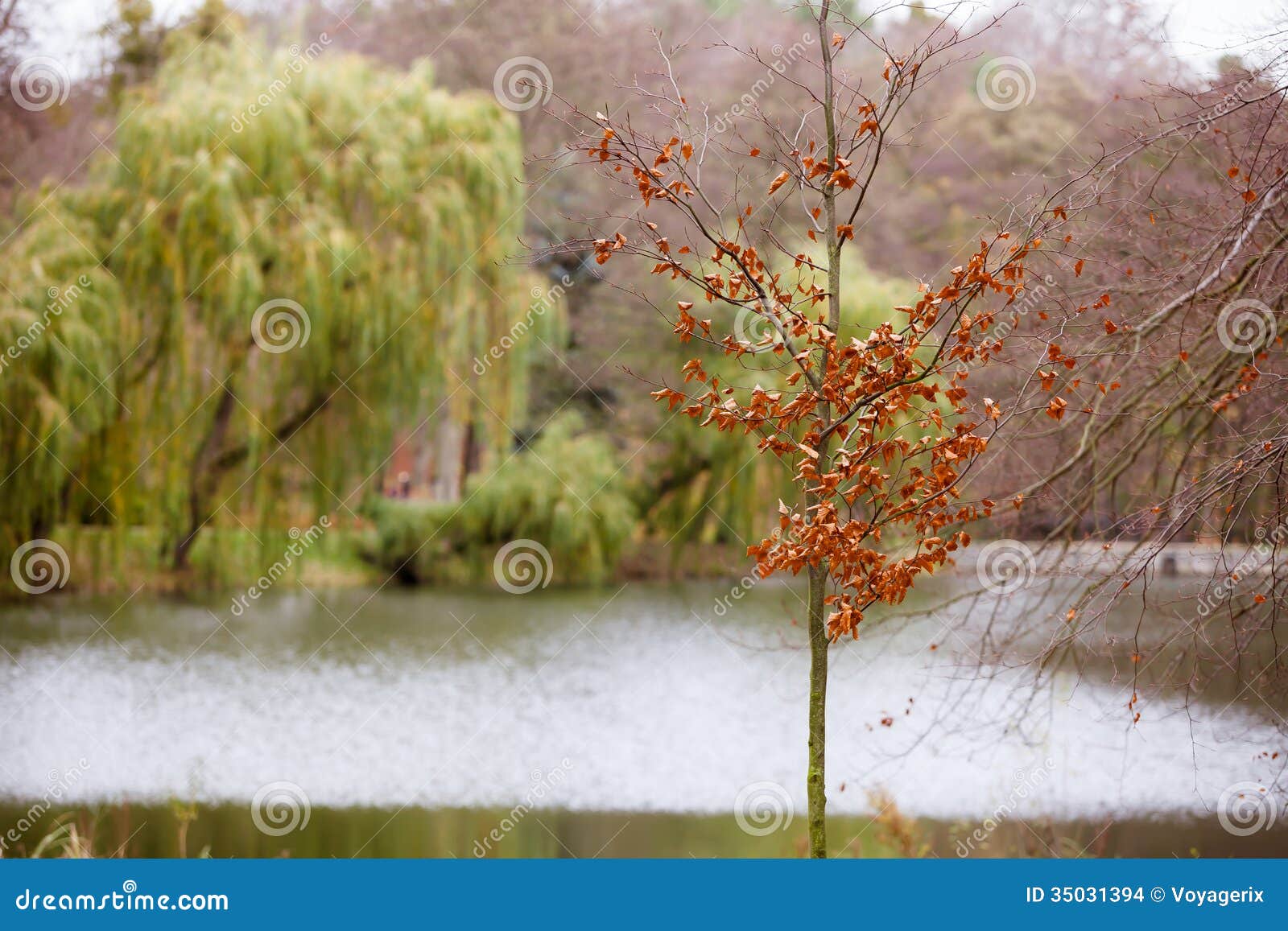 Autumn Fall Park. Lake and Weeping Willow Tree. Stock Photo - Image of ...
