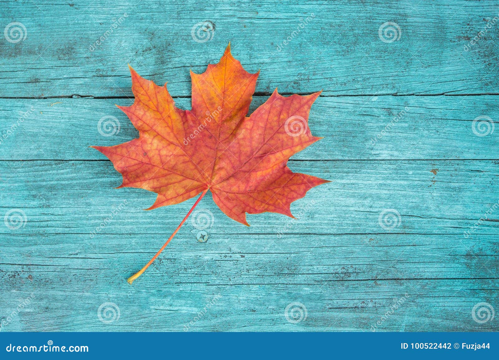 Autumn Fall Leaf on Blue Background Stock Photo - Image of colors ...