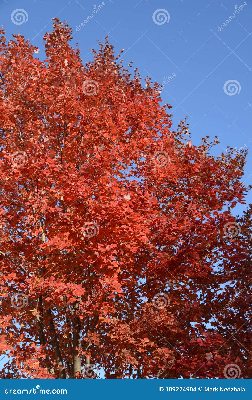 Autumn, Fall Red Maple Tree Leaves Stock Photo - Image of beautiful ...