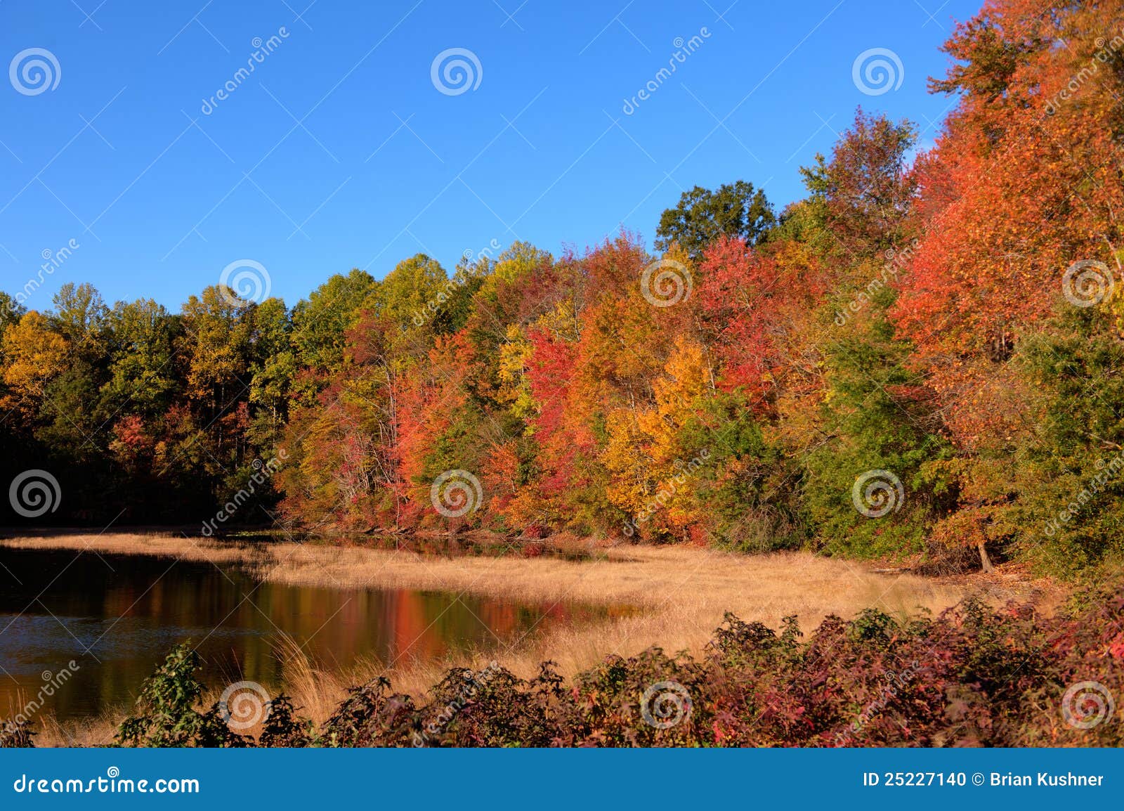 Autumn Fall Scene stock photo. Image of mature, light - 25227140