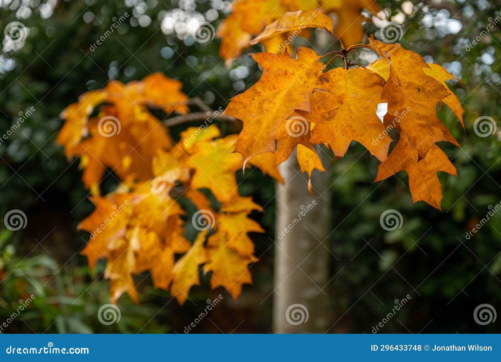 Autumn (fall) Scene with Colorful Yellow Leaves on a Tree. Stock Photo ...