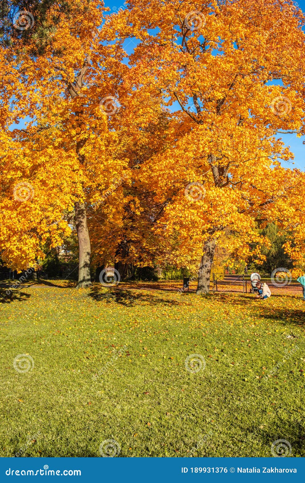 Autumn. Fall Scene with Falling Leaves Stock Photo - Image of branches ...