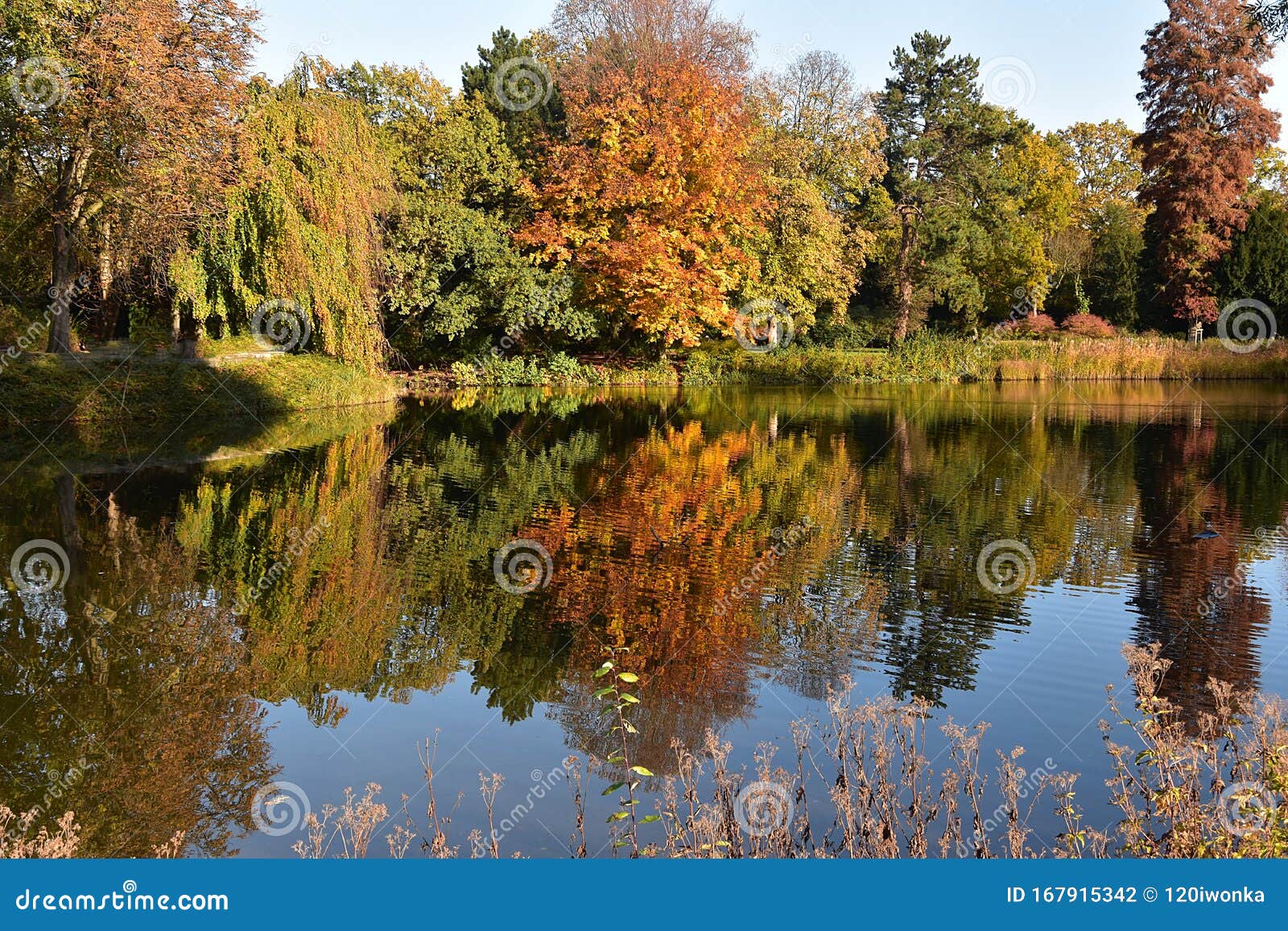 Autumn Fall Tree Reflection. Stock Photo - Image of leafs, branches ...