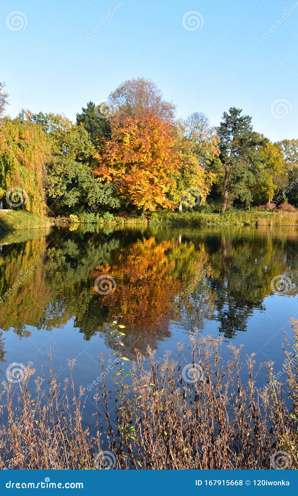 Autumn Fall Tree Reflection. Stock Photo - Image of autumn, mystical ...