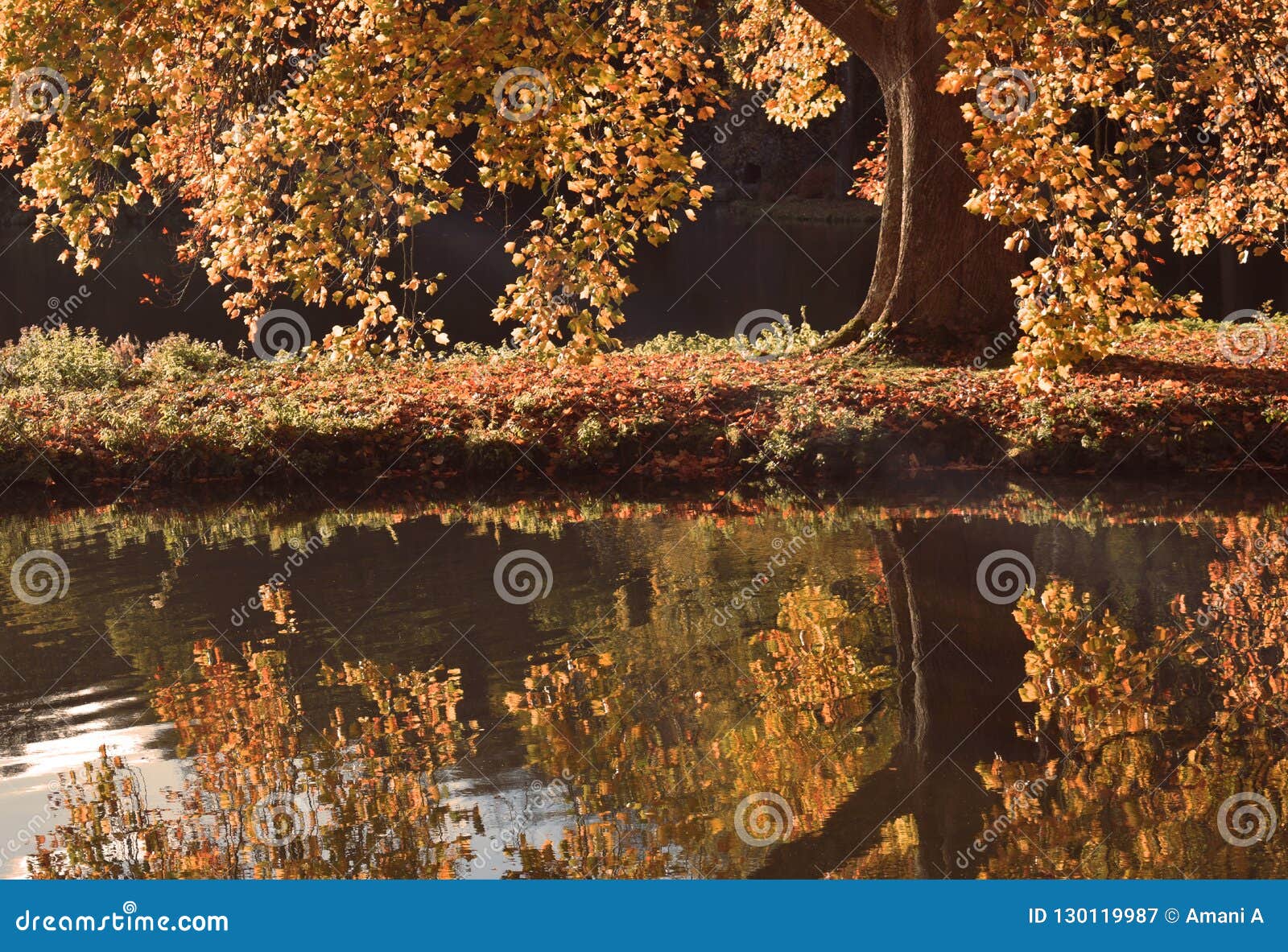 Reflection of an Autumn Tree Stock Image - Image of leaves, tree: 130119987