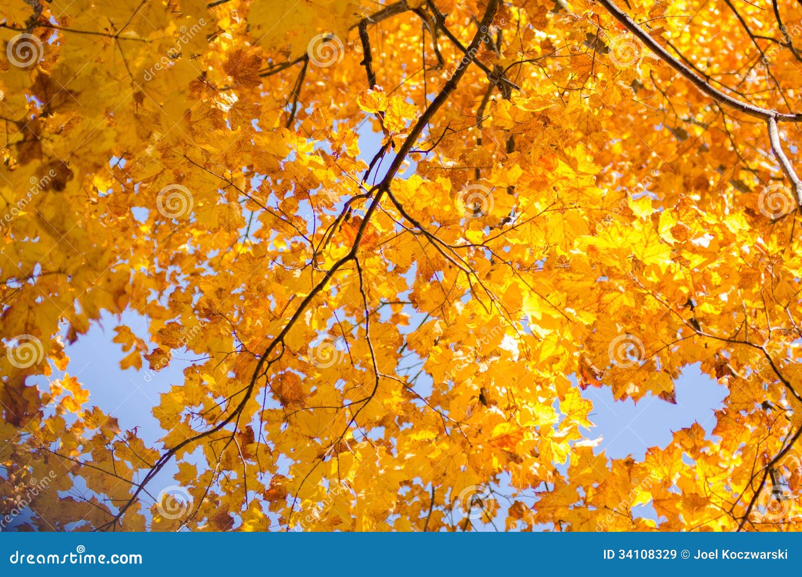 Autumn Fall Trees on Blue Sky Stock Image - Image of blue, forest: 34108329