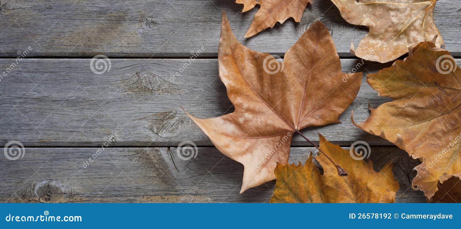 Leaf Autumn Fall Wood Background Stock Photo - Image of grain, surface ...