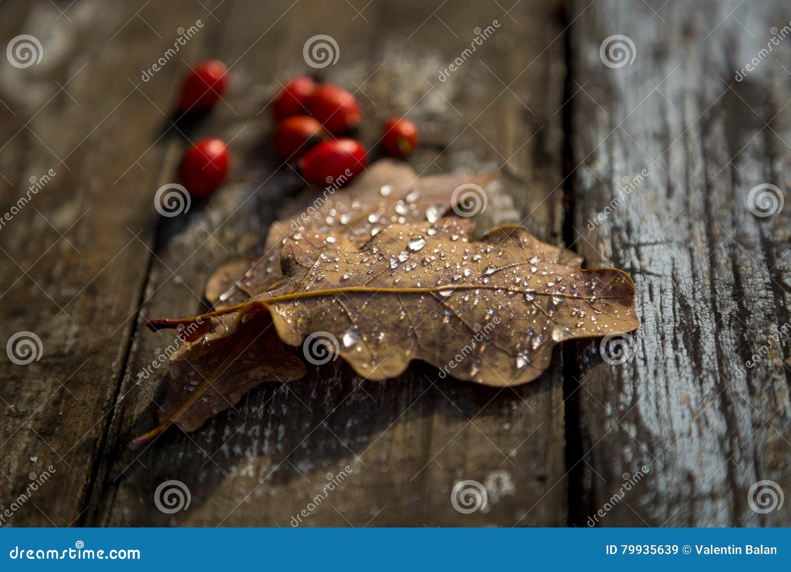 Autumn Fall Wood Background Stock Image - Image of green, banner: 79935639