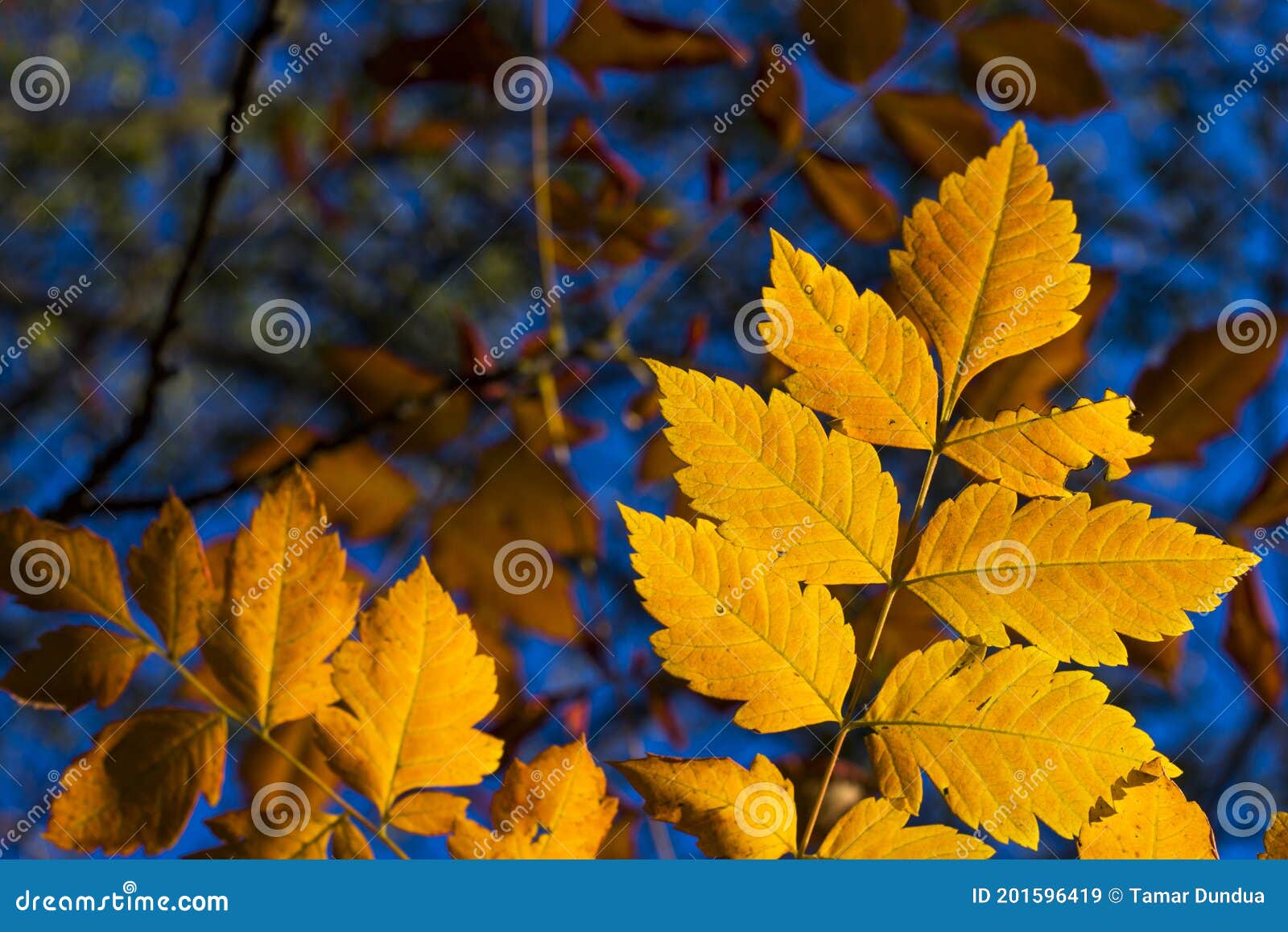 Autumn and Fall Yellow Leave Close-up, Nature Background, Yellow Color ...