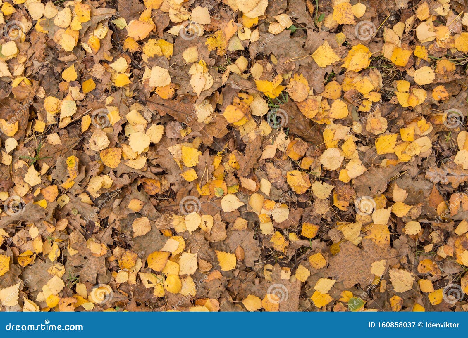 Autumn Fall Yellow Leaves on Ground Background Texture Stock Image ...