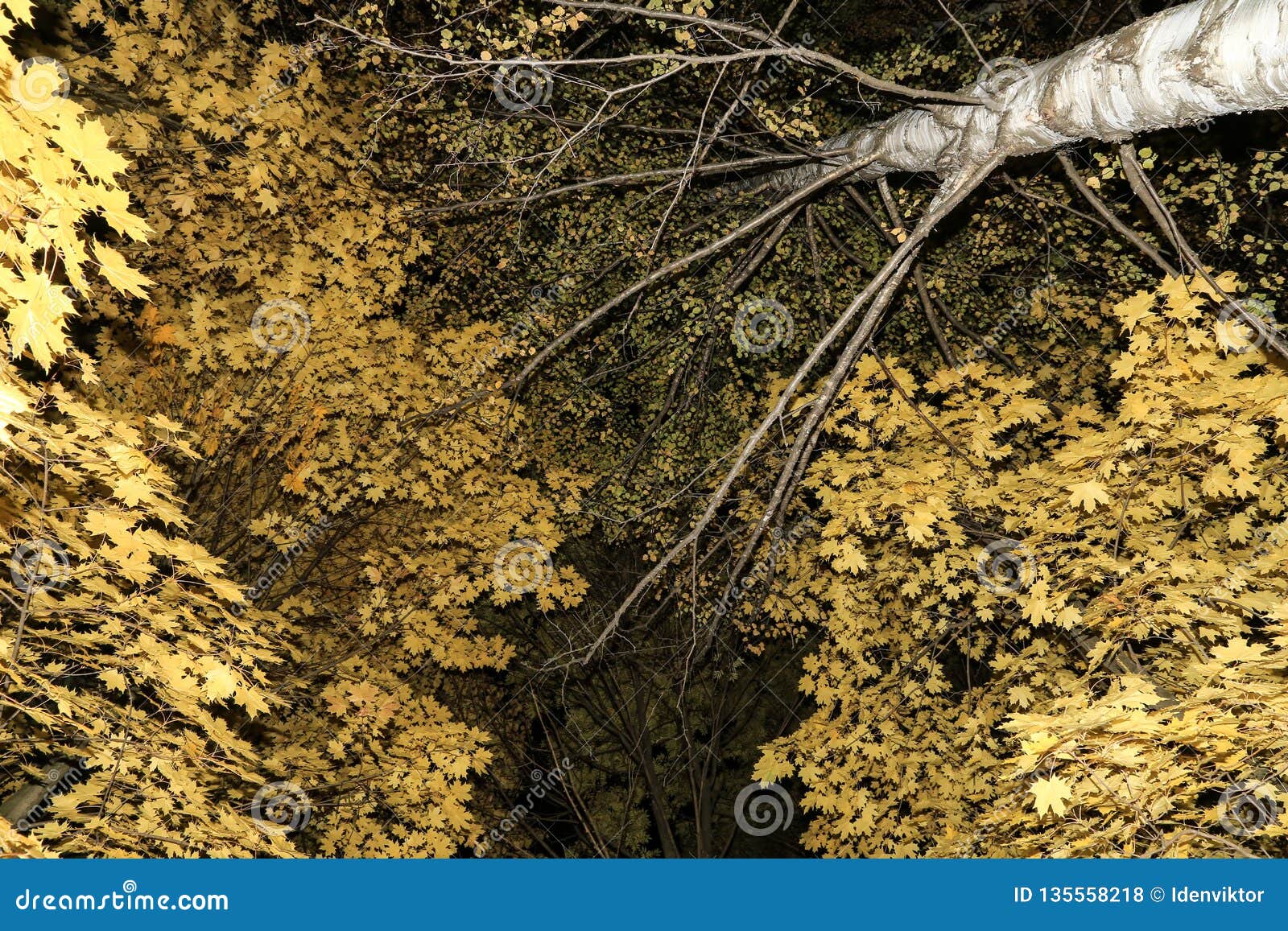 Autumn Yellow Trees with Leaves in Night Forest, Nature Texture ...