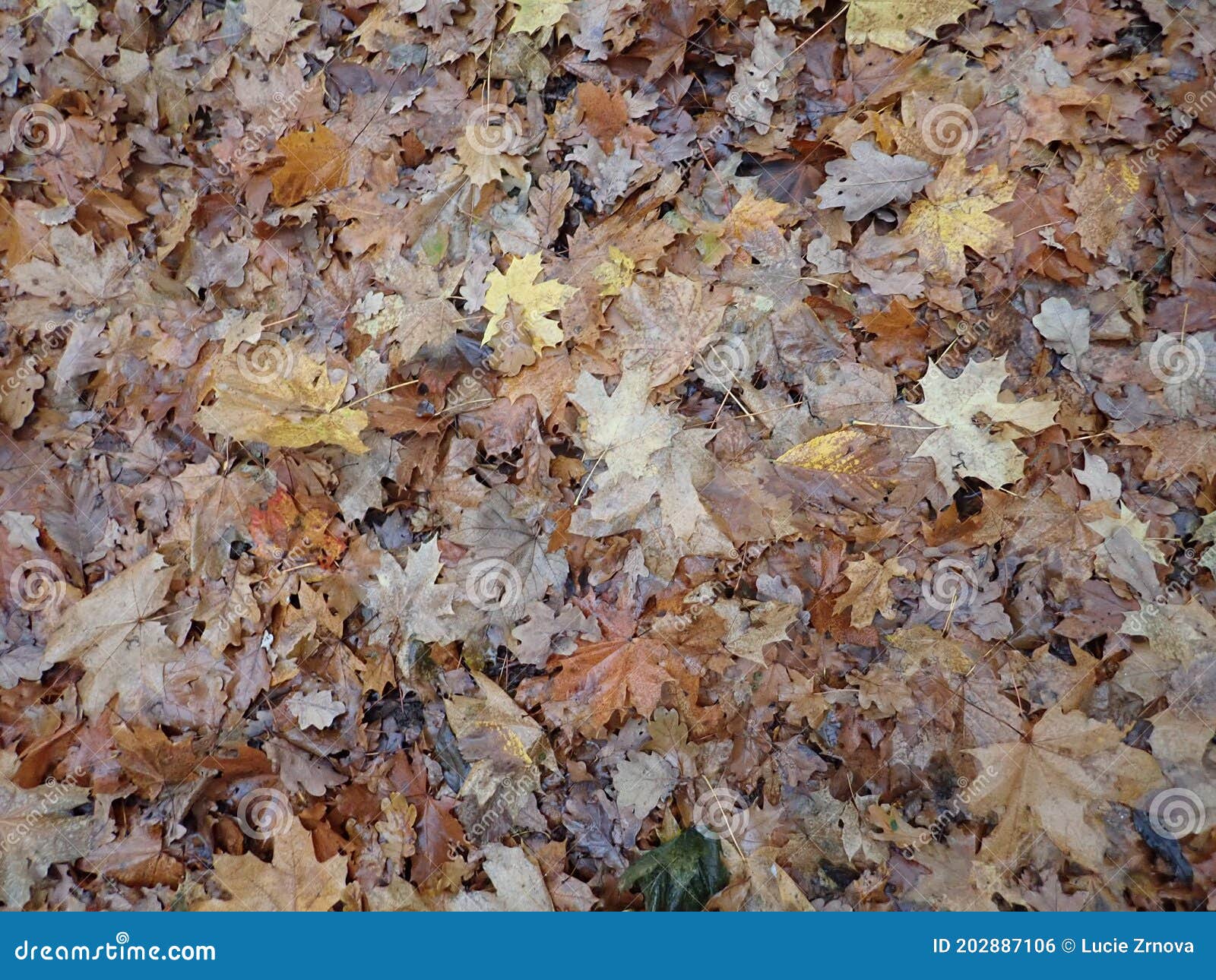 Autumn Fallen Brown Leaves on the Ground Stock Photo - Image of ...