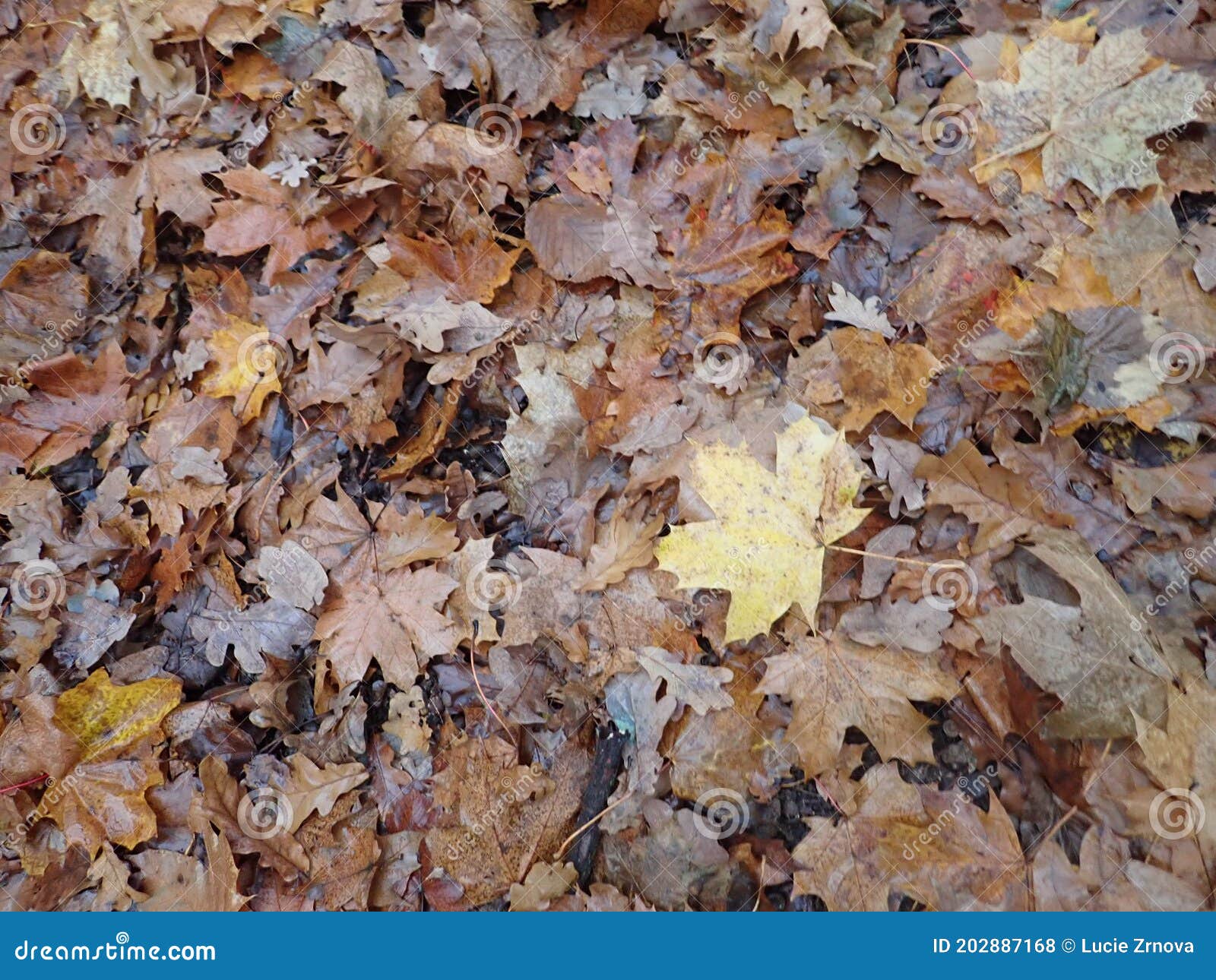 Autumn Fallen Brown Leaves on the Ground Stock Photo - Image of branch ...