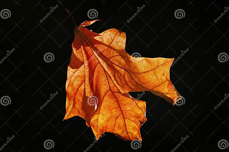 Autumn Fallen Leaf Against Dark Background Stock Photo - Image of dried ...