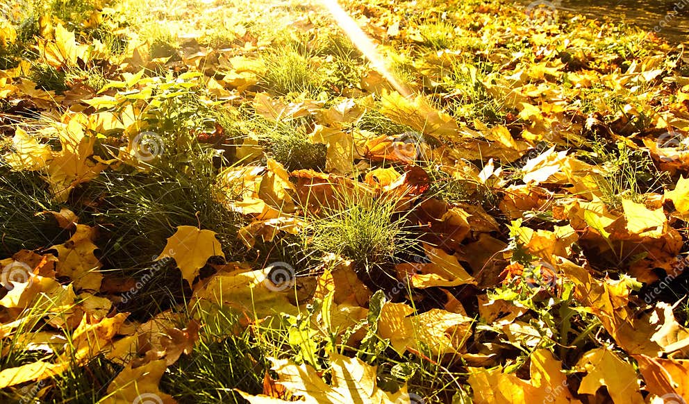 Autumn Fallen Leaves Background Stock Image - Image of beauty, november ...