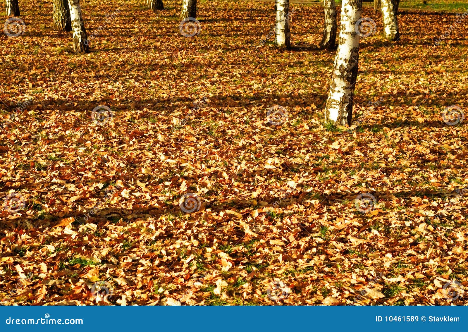 Autumn Fallen Leaves Background Stock Image - Image of gold, beautiful ...