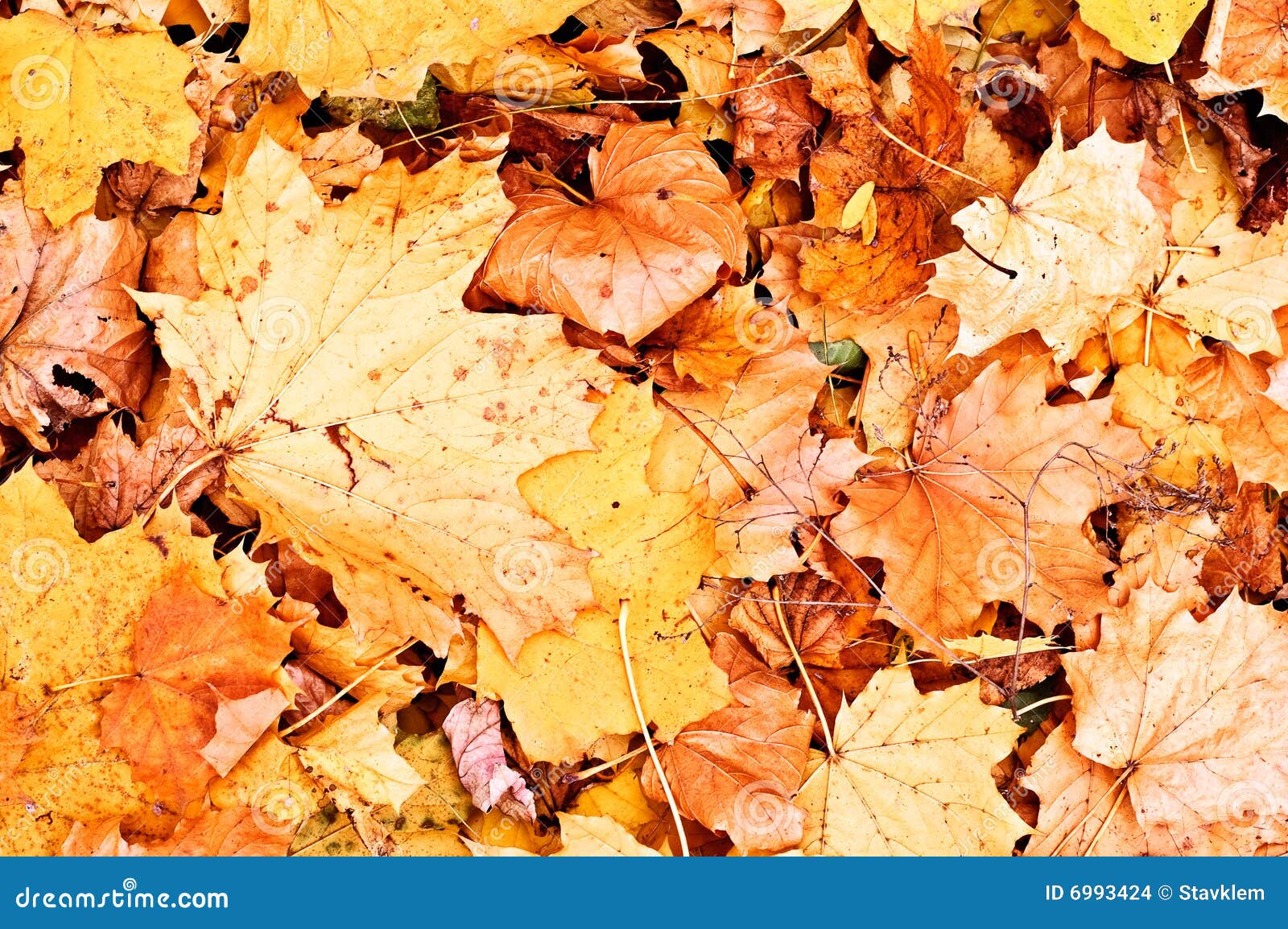 Autumn Fallen Leaves Background Stock Photo - Image of color, november ...