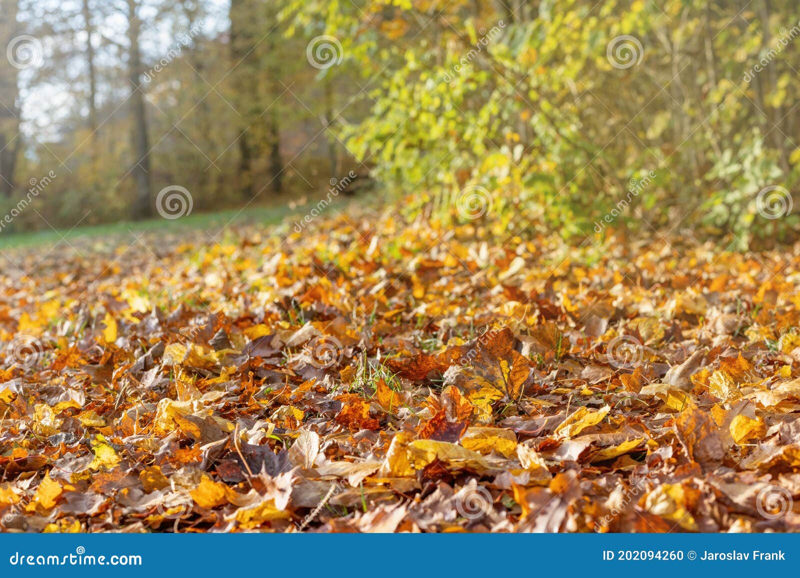 Autumn Fallen Leaves Background. Horizontally. Stock Photo - Image of ...