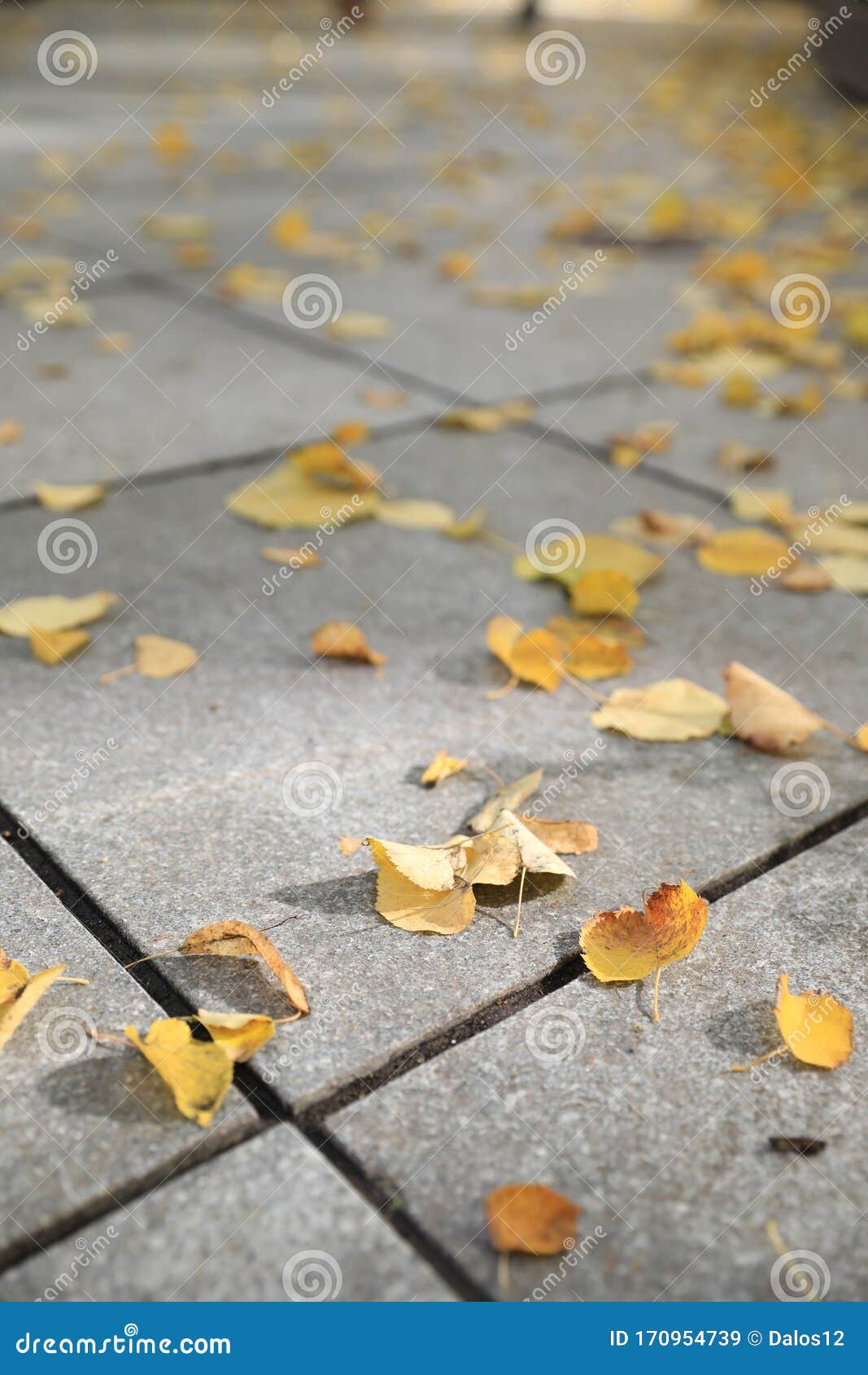 Autumn Fallen Leaves Background. Stock Image - Image of color, black ...