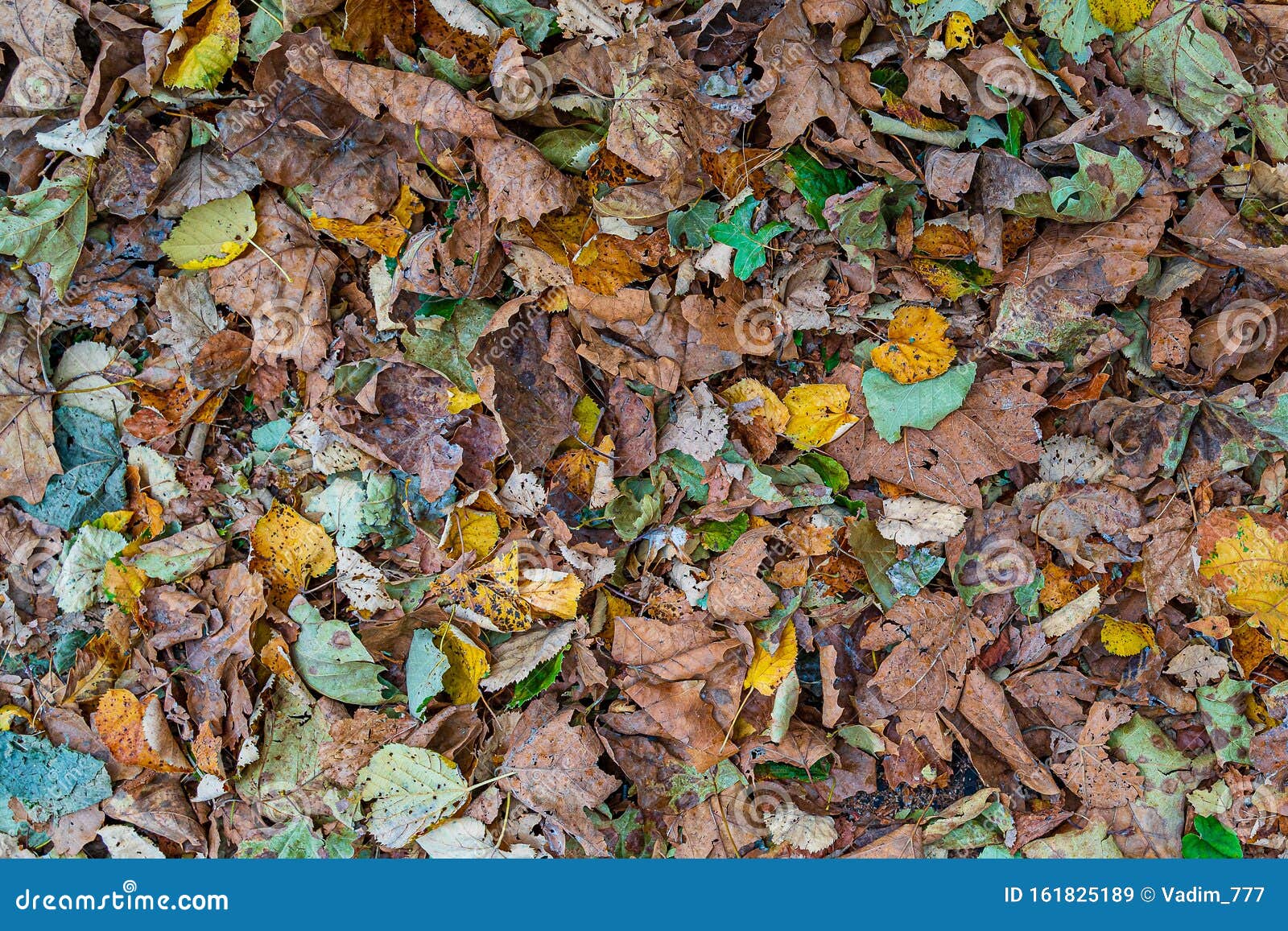 Autumn Fallen Leaves on the Ground. Fall Background Stock Image - Image ...