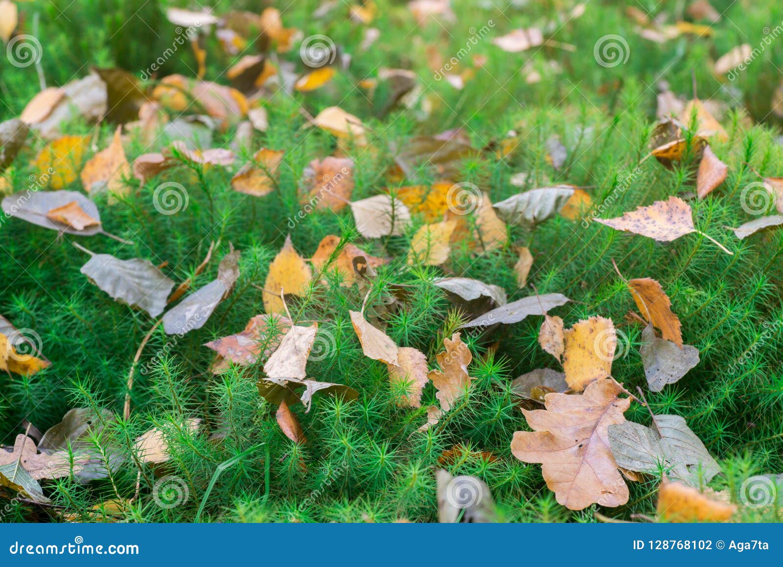 Autumn Fallen Leaves on Moss Macro Stock Photo - Image of leaf ...