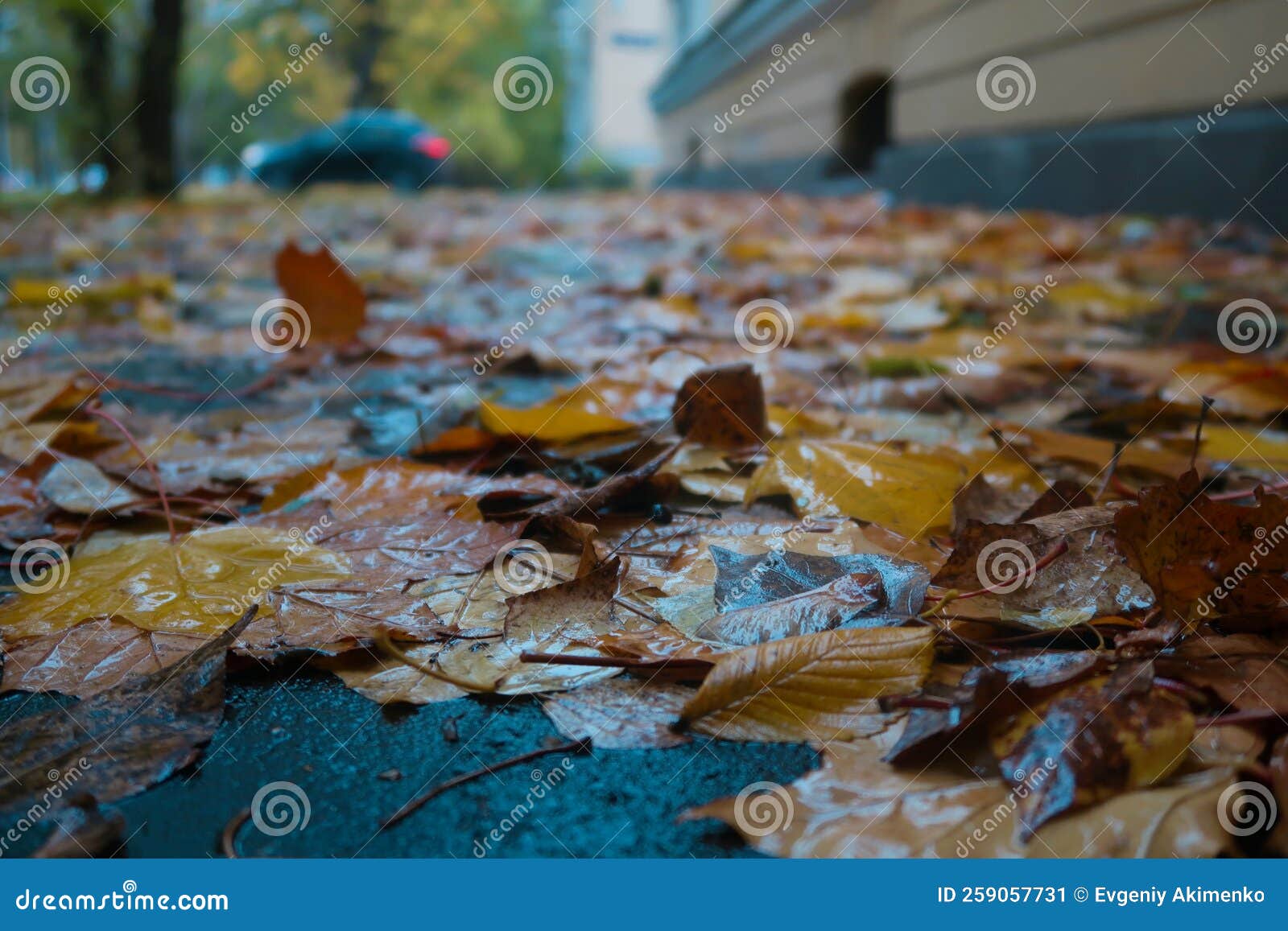 Autumn Fallen Leaves after Rain Stock Image - Image of water, yellow ...