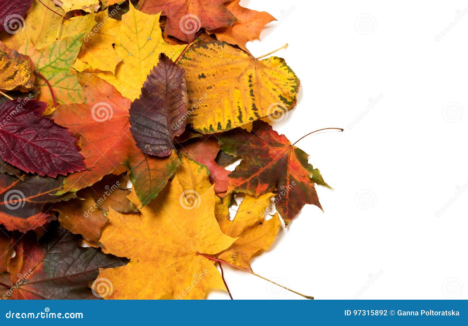 Autumn Fallen Multicolor Leaves Stock Photo - Image of close, flora ...
